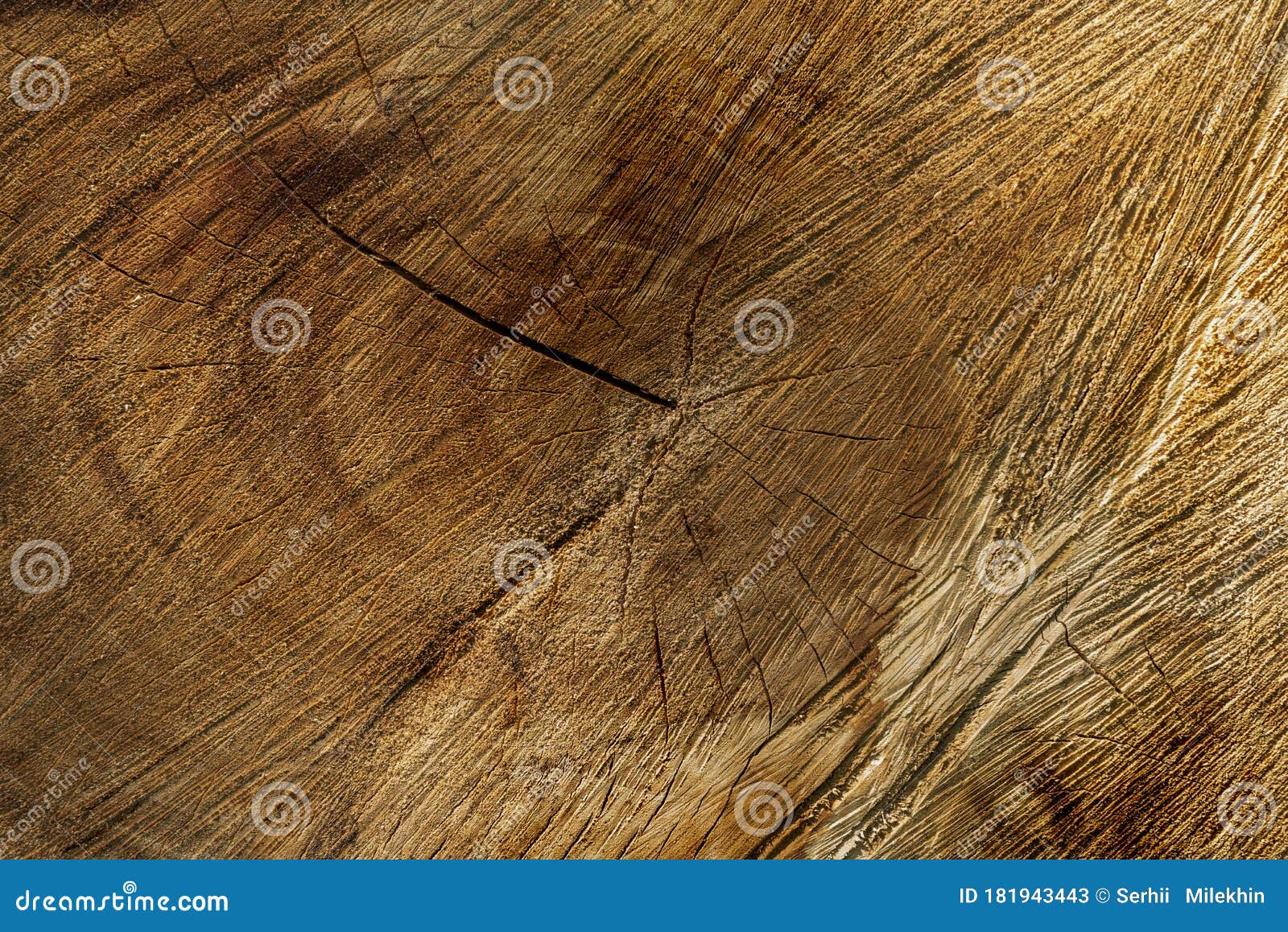 Log Surface Structure. Stumps and Logs. Timber Logging Industry Banner ...