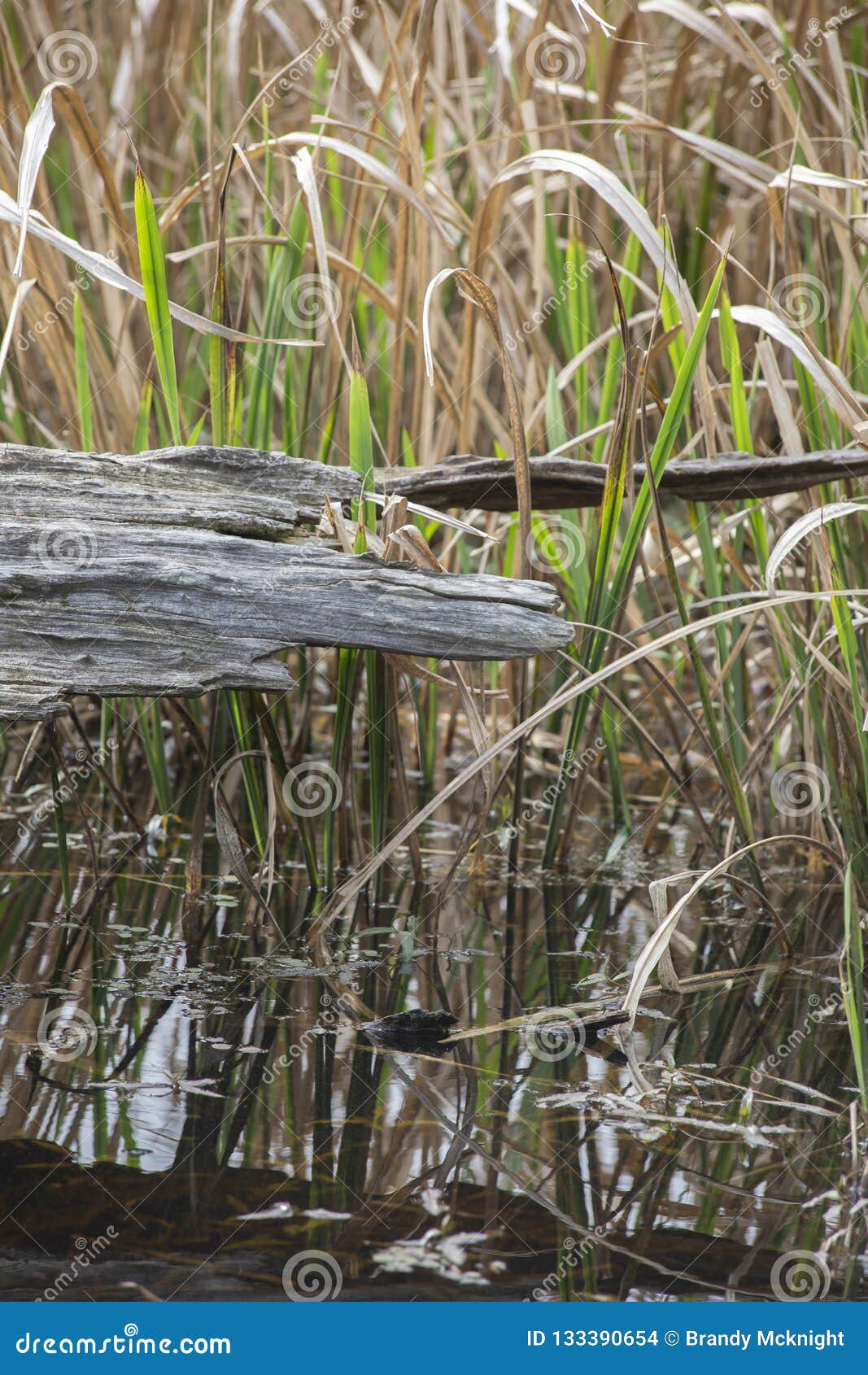 Log in a Swamp stock photo. Image of ecotourism, botany - 133390654