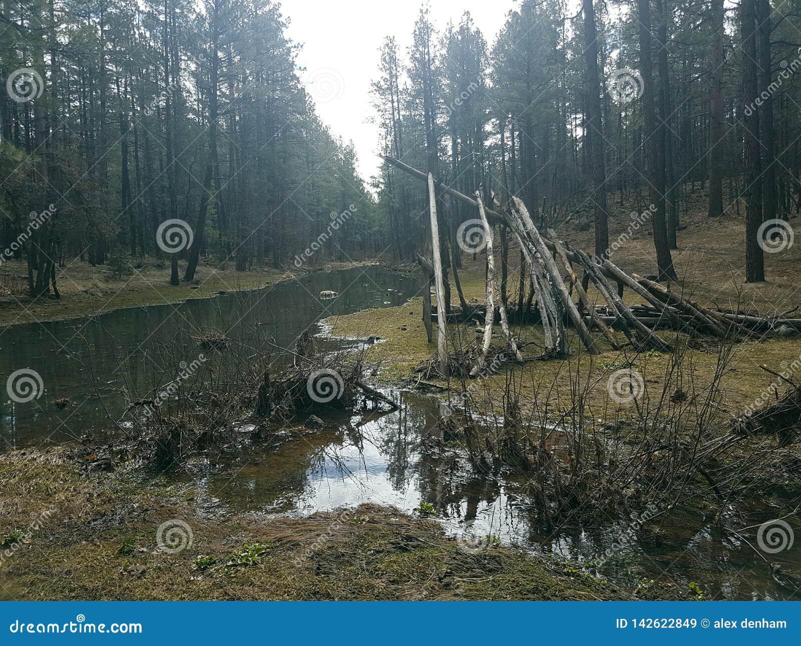A Log Teepee Next To the Creek Stock Image - Image of nature, creek ...