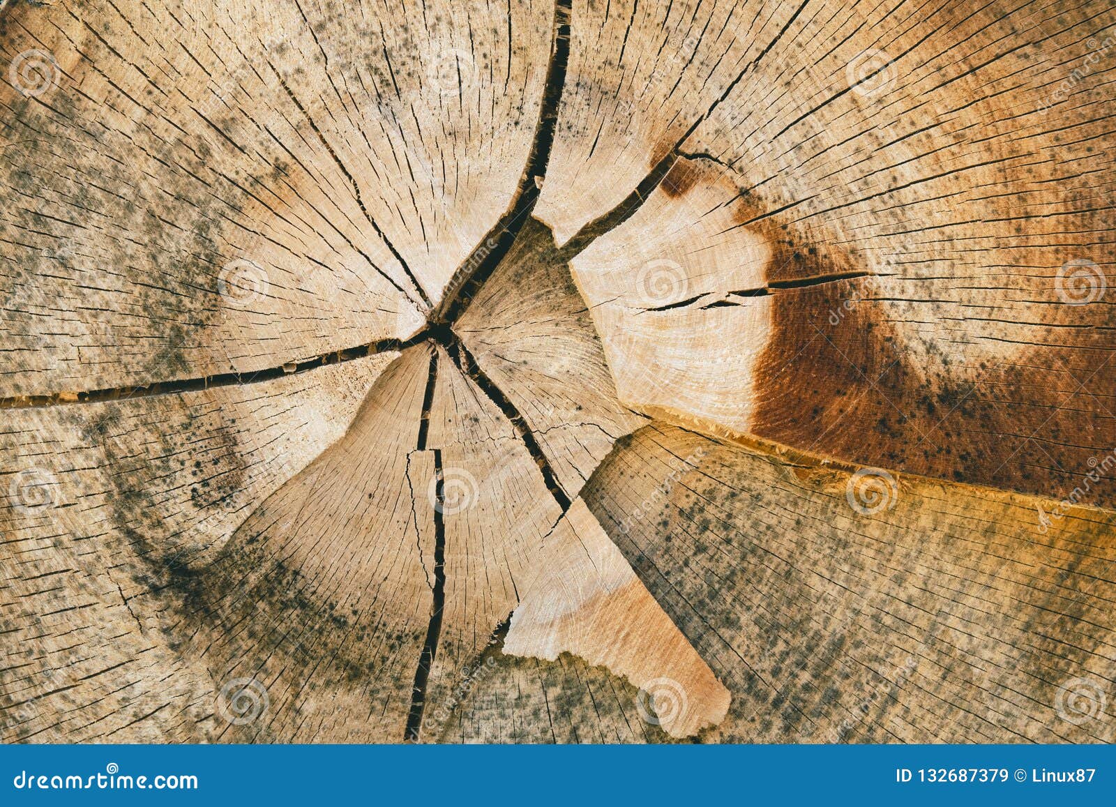 Log texture stock image. Image of cracked, striped, forest - 132687379