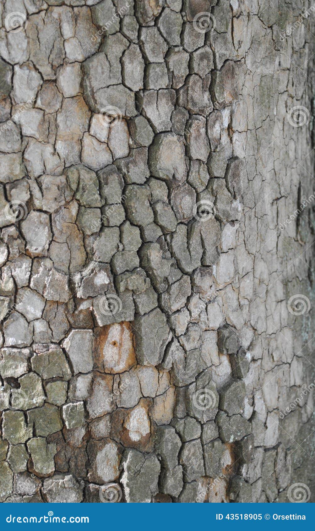 Log texture stock image. Image of material, wooden, scratched - 43518905