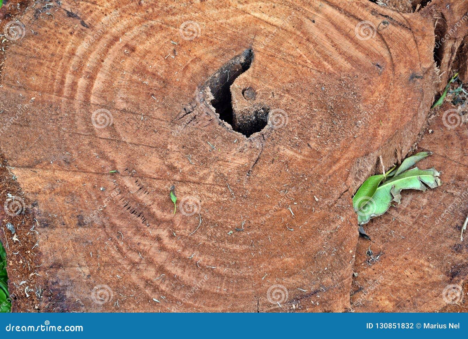 Log Texture Royalty-Free Stock Image | CartoonDealer.com #130851832