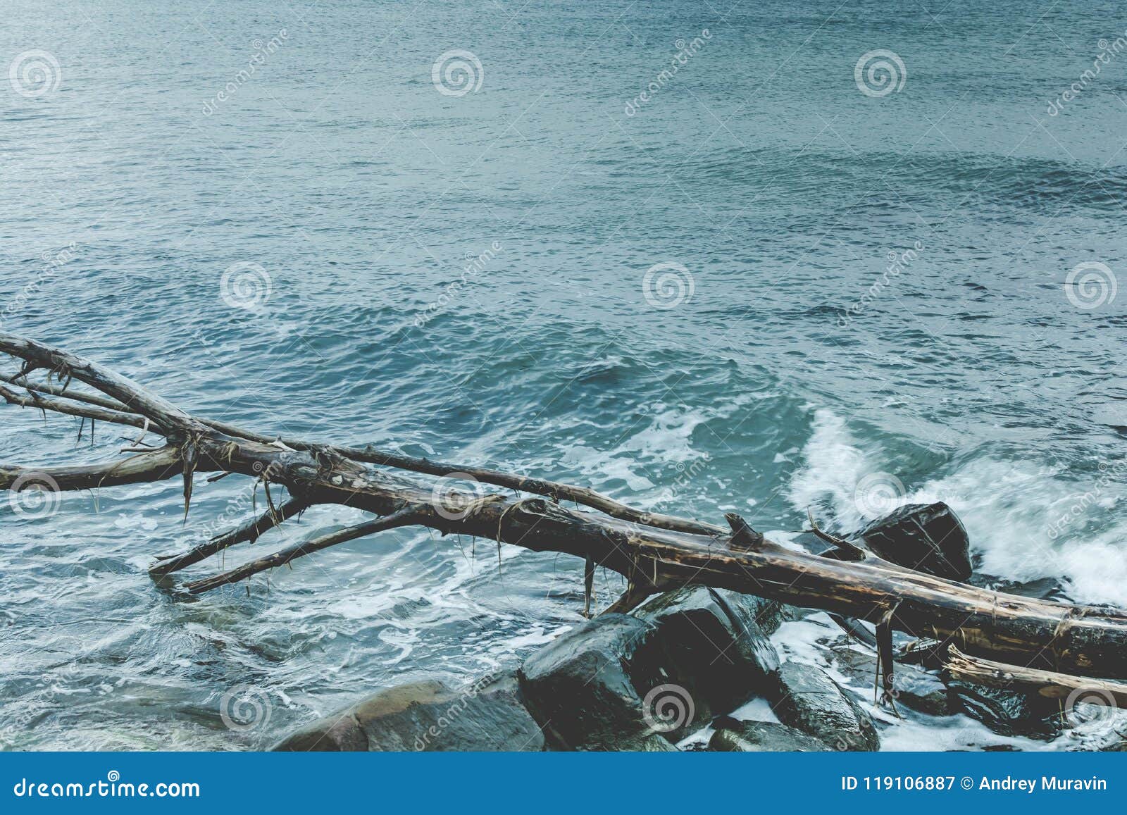 Log in the sea stock image. Image of landscape, travel - 119106887
