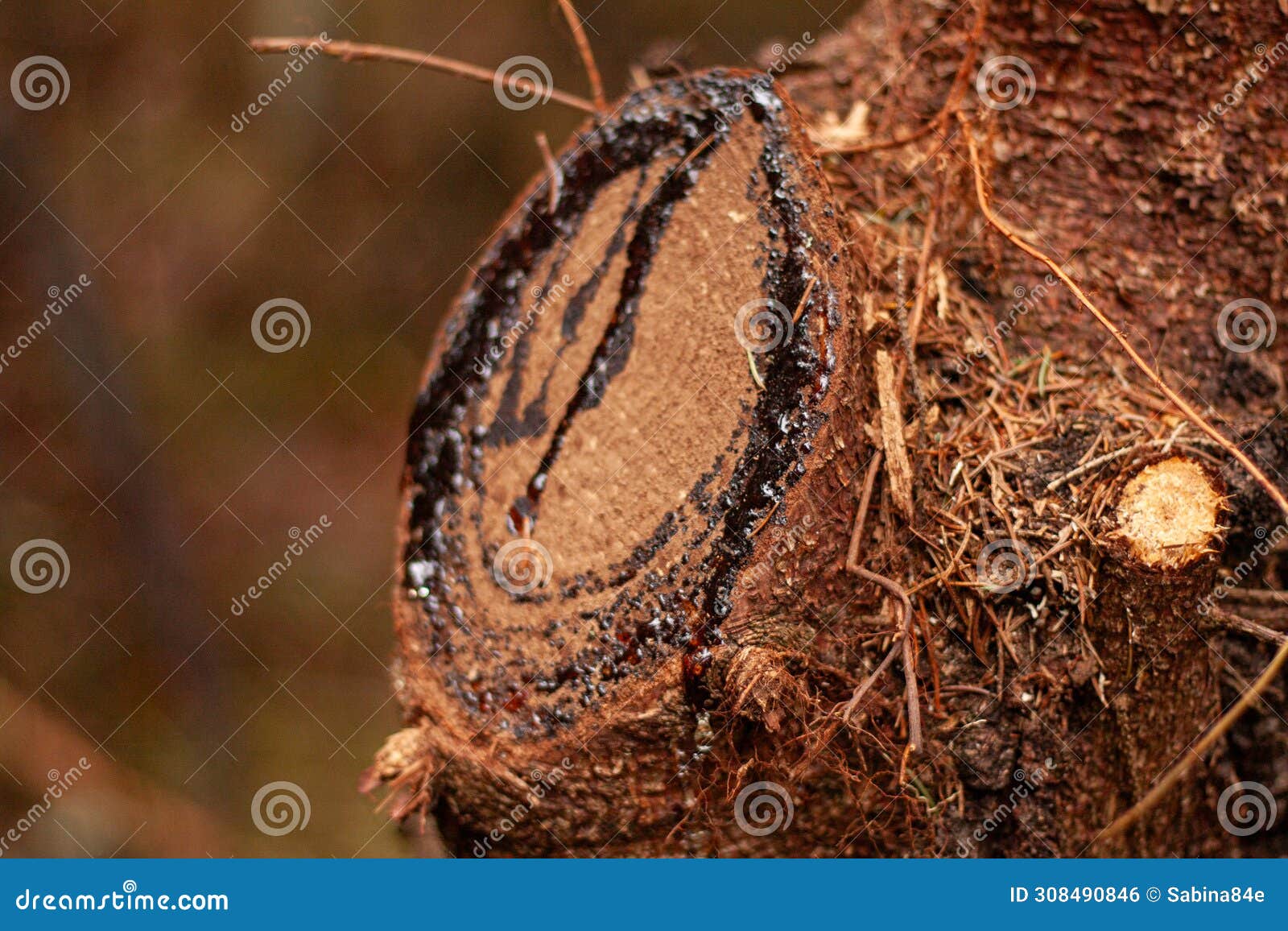 Log of a Tree with Drops of Resin Stock Photo - Image of natural, stump ...