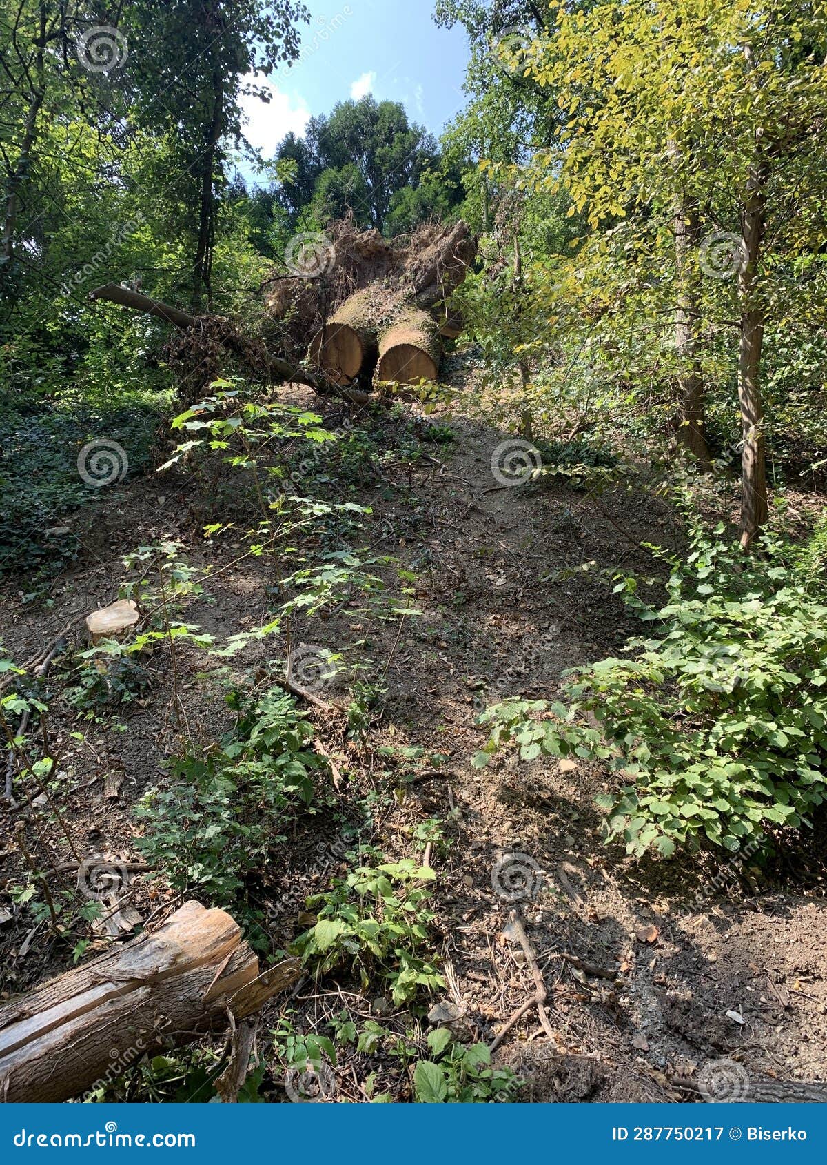 Log of the Tree in the Forrest Stock Image - Image of leaf, vegetation ...