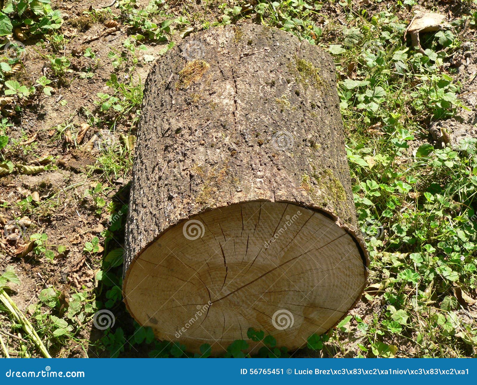 Log tree stock image. Image of agriculture, wood, ecosystem - 56765451
