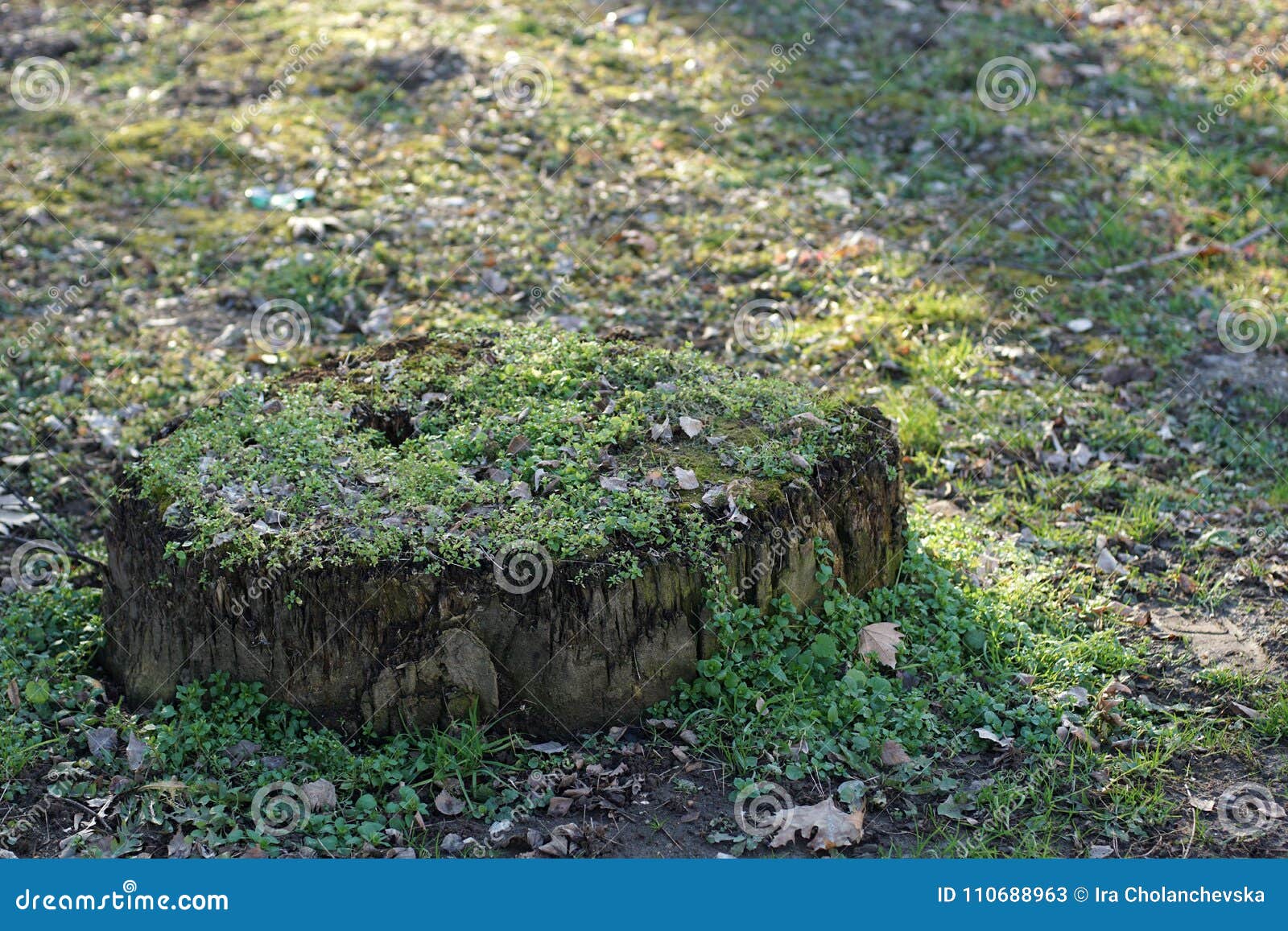 Tree log detailed stock image. Image of gardening, branch - 110688963