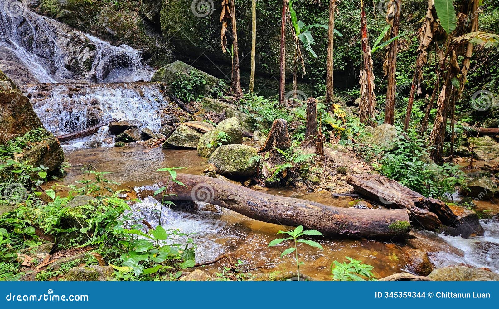 Log Tree in Waterfall with Stream at the Rain Forest Landscape Stock ...