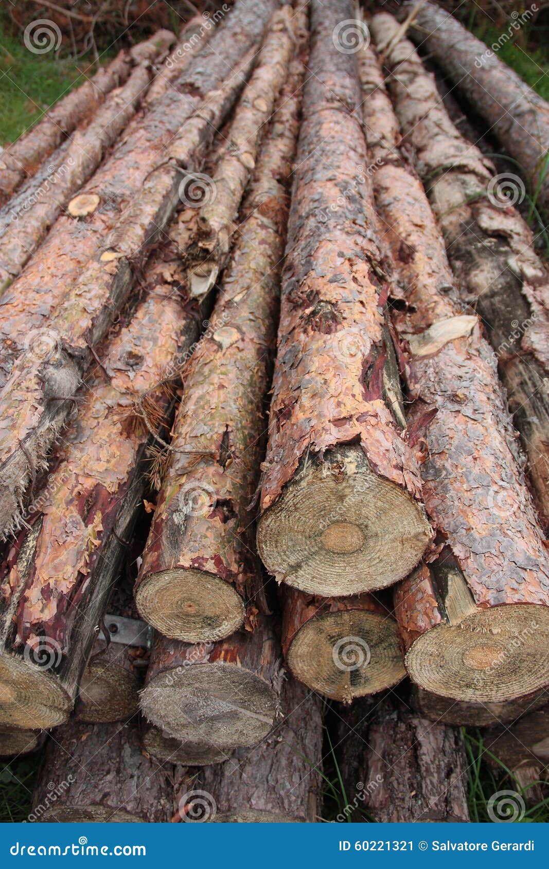 Log trees stock image. Image of countryside, agriculture - 60221321