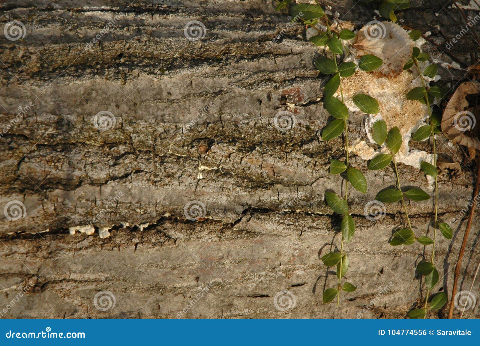 Log and Vines stock photo. Image of closeup, bark, vines - 104774556