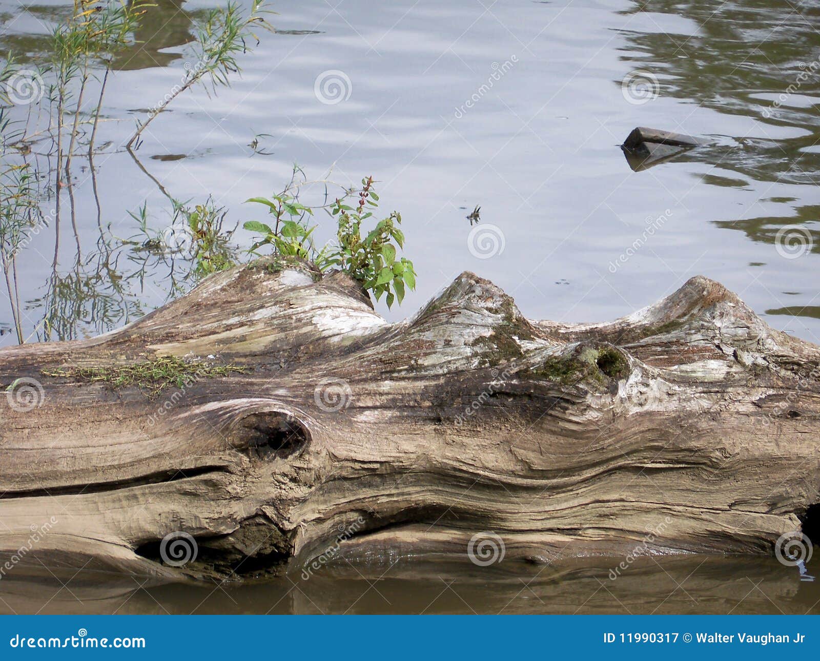 Log in water stock image. Image of ecology, green, fishing - 11990317