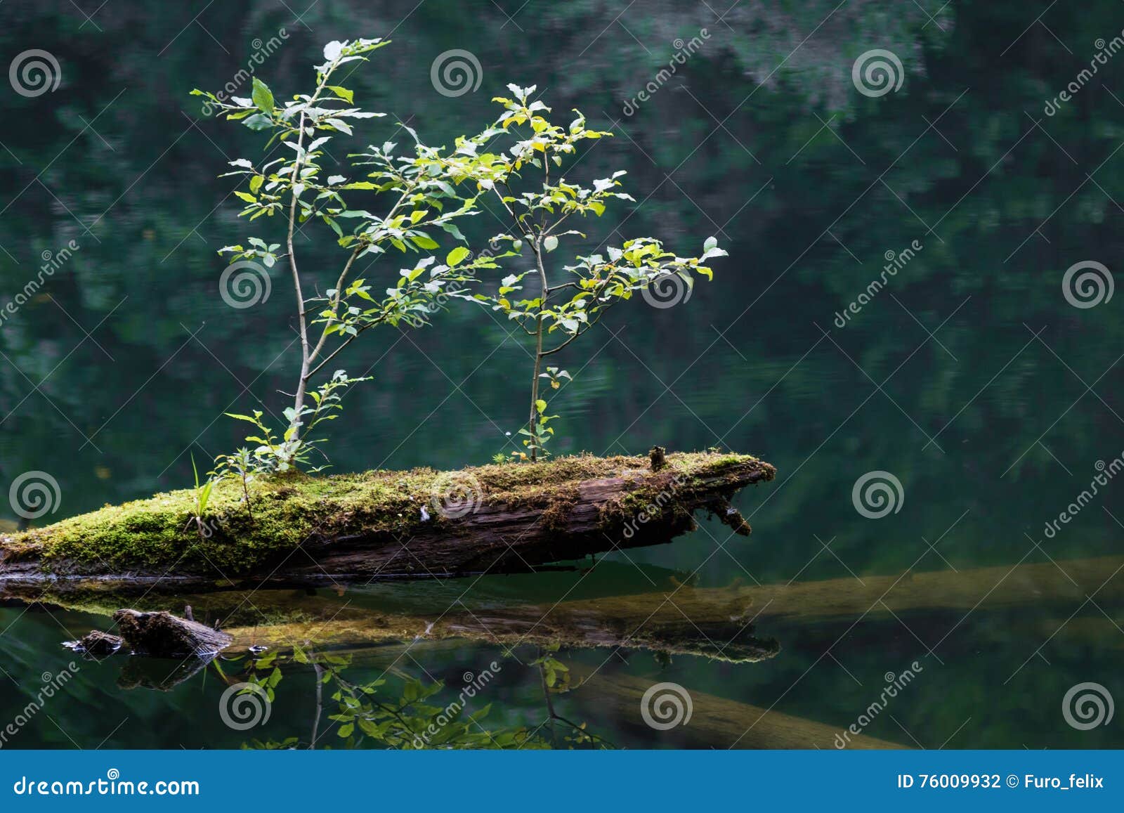 Log in water stock photo. Image of water, summer, logs - 76009932