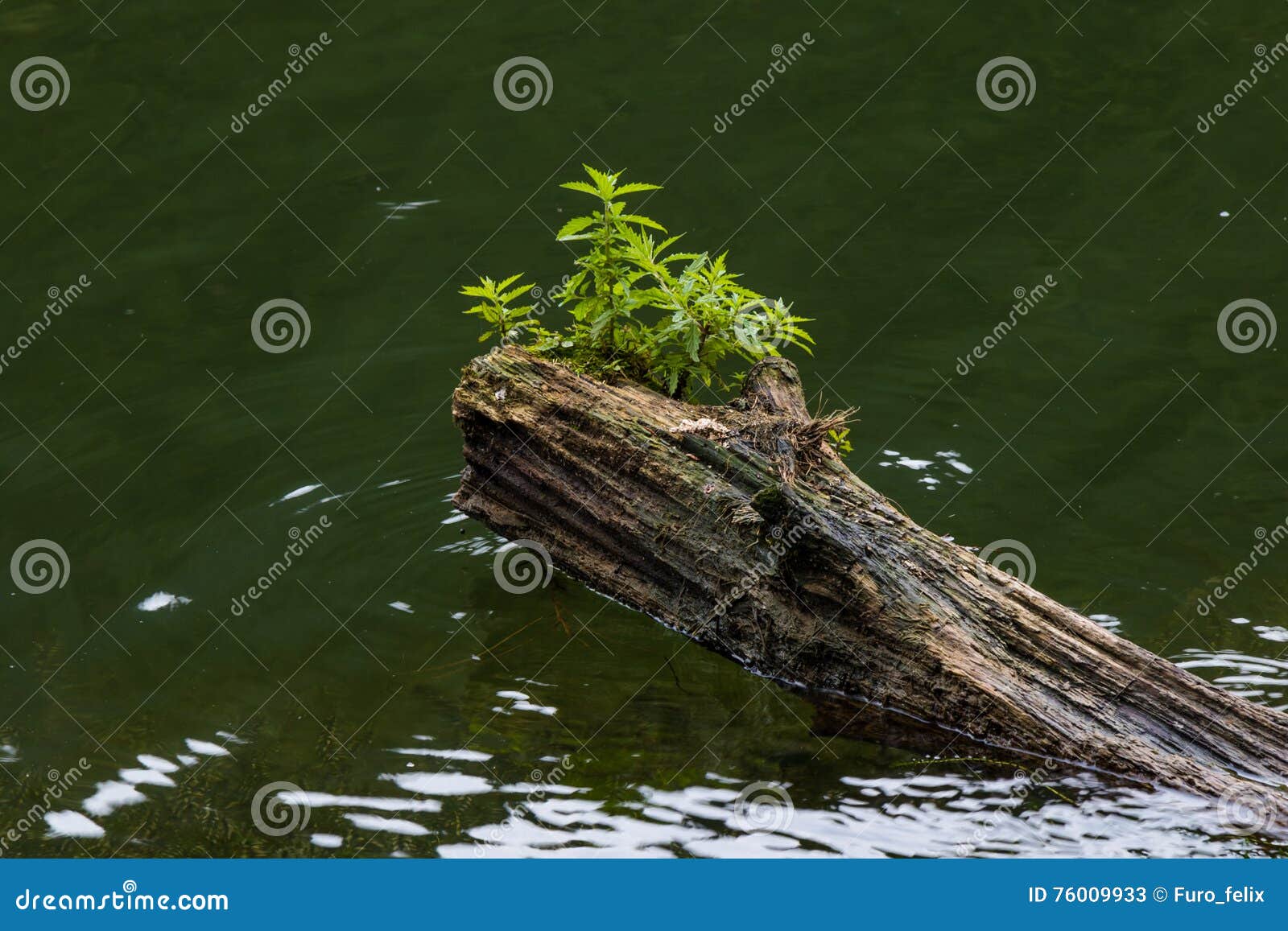 Log in water stock image. Image of foliage, green, branch - 76009933