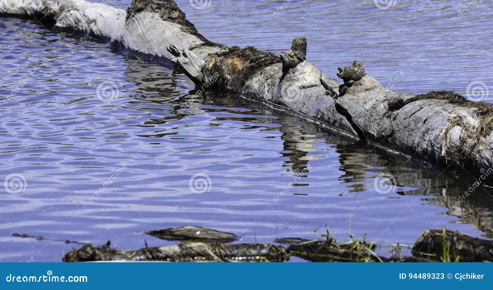 Log in Water with Reflection Stock Image - Image of calm, blue: 94489323