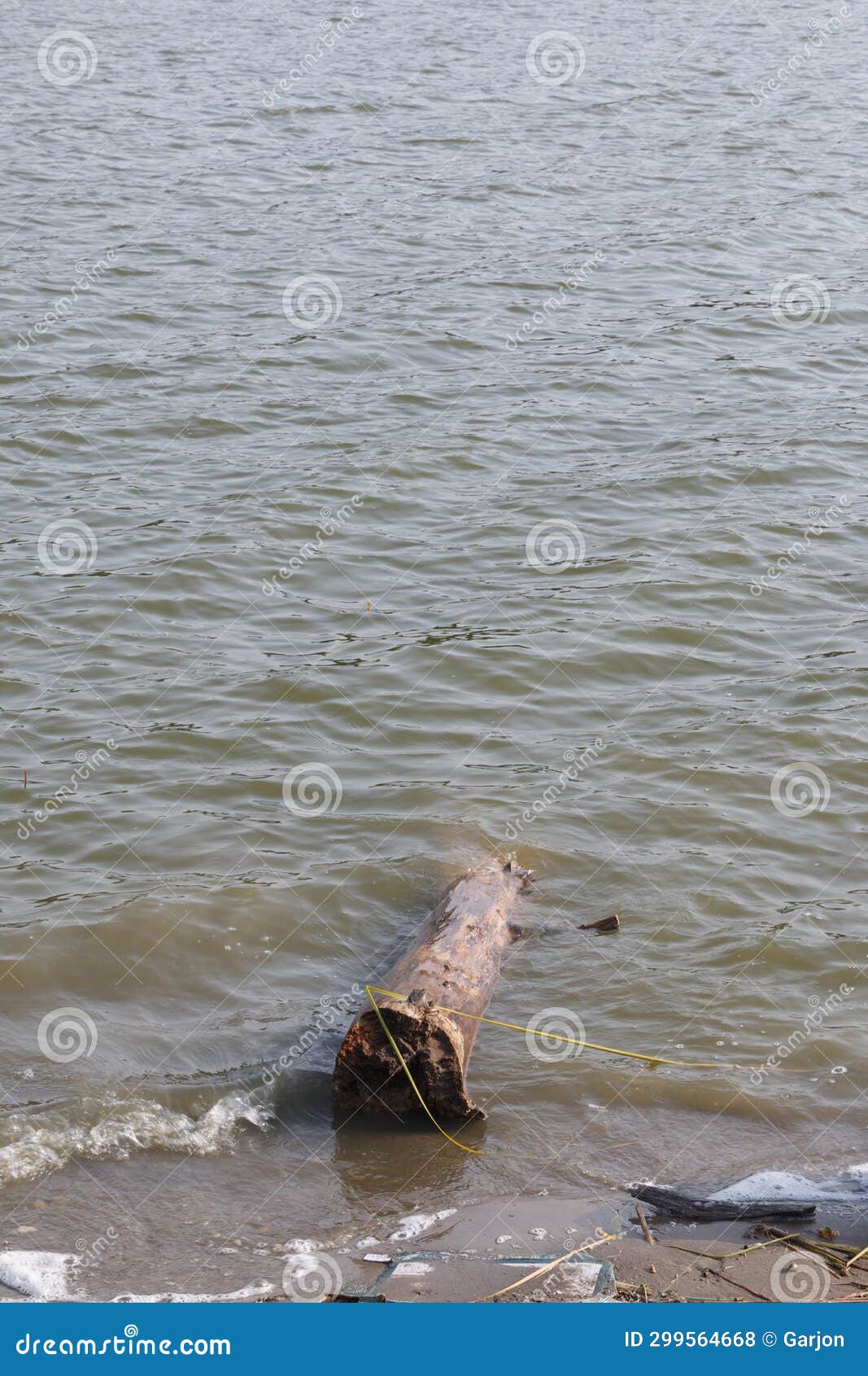 A Log in the Water Thrown on the Shore of the Lake Stock Photo - Image ...