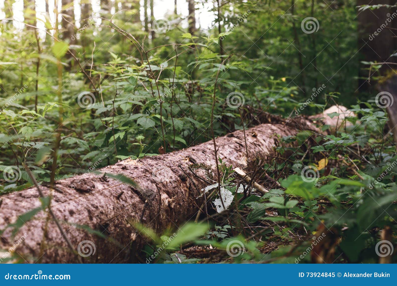 A Log of Wood in the Forest Stock Image - Image of summer, vegetation ...
