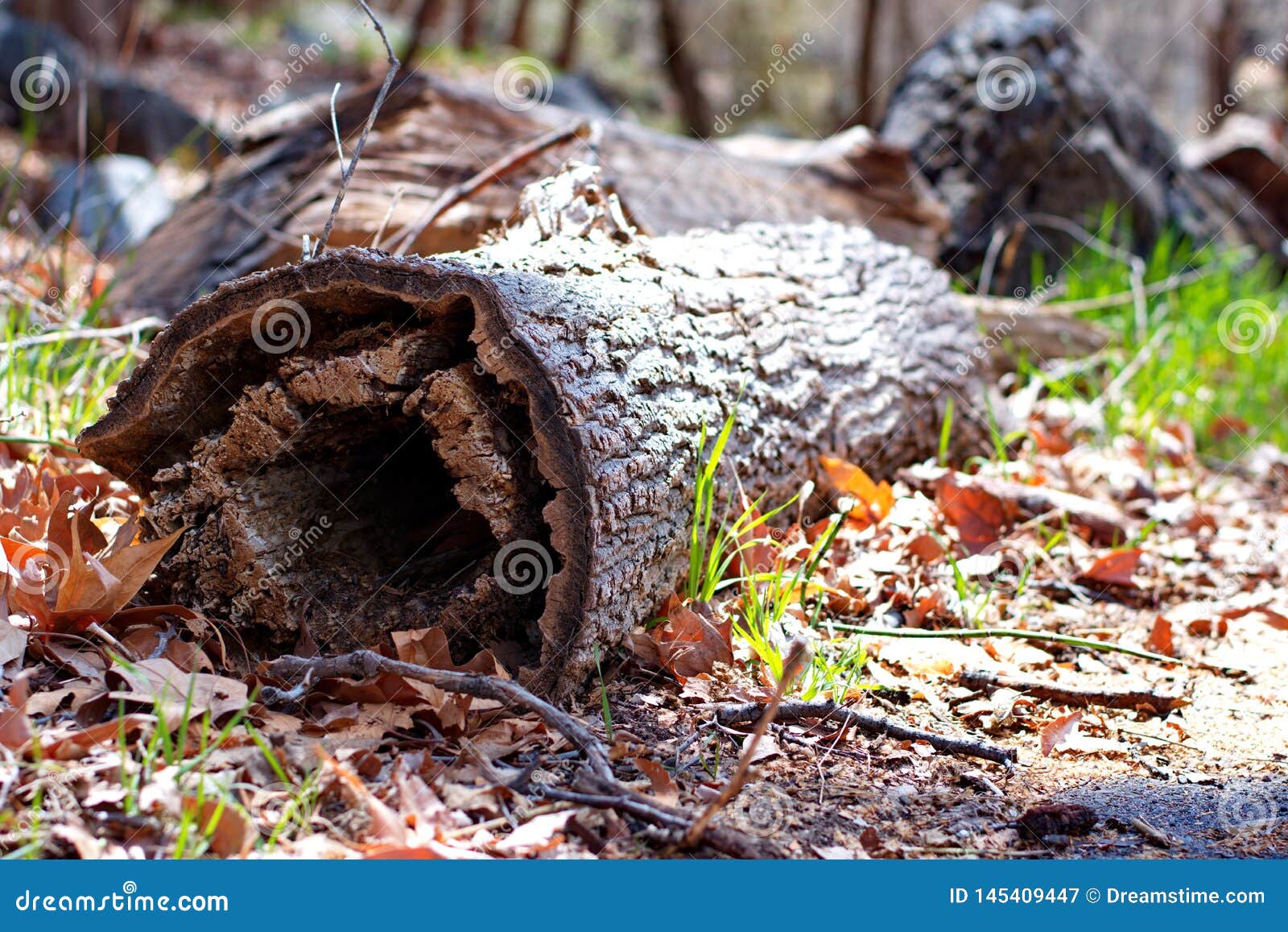 Log in the Woods stock image. Image of fallen, wood - 145409447