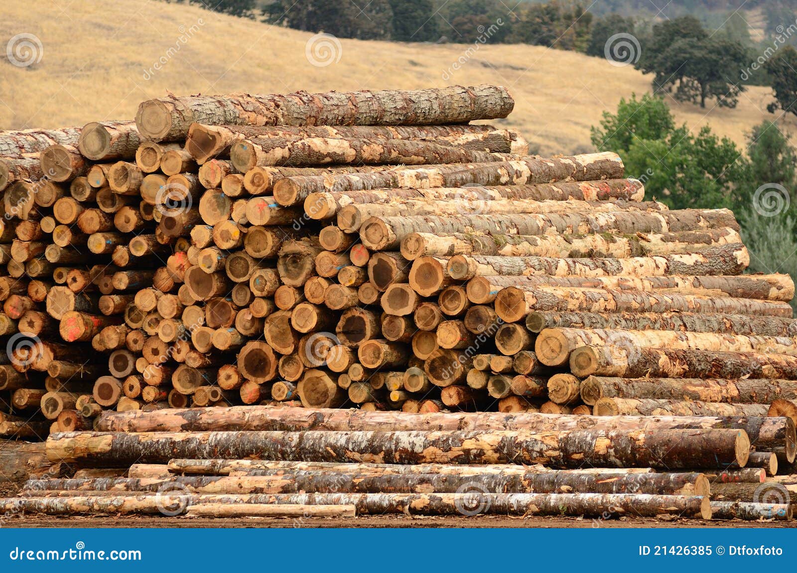 Log Yard stock image. Image of storage, sawmill, lumber - 21426385