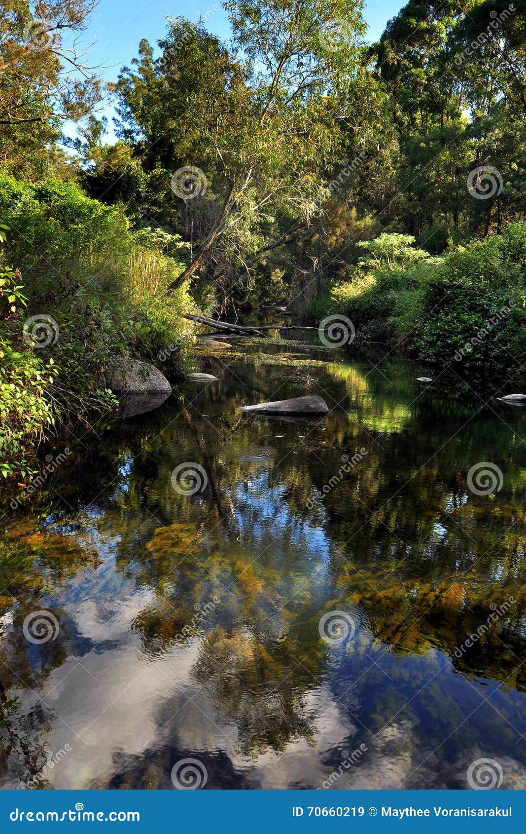 Logan river in the forest stock image. Image of queensland - 70660219
