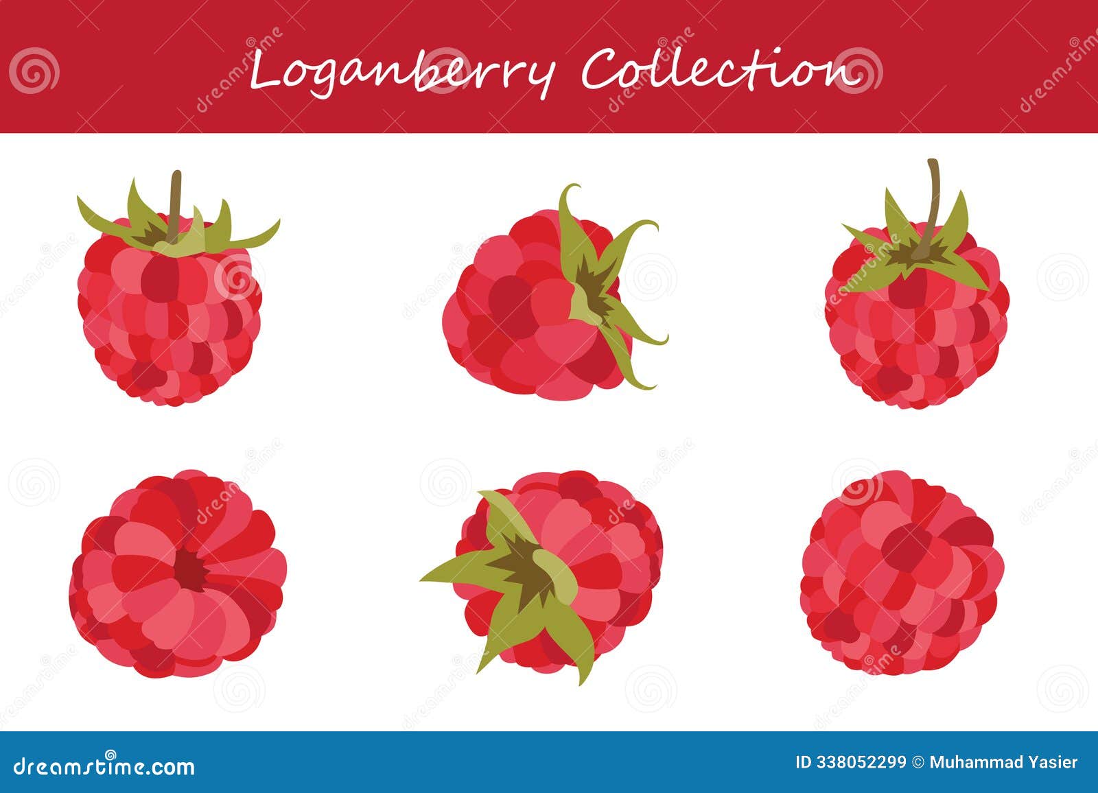 Loganberry Collection in Different Poses. Vector Illustration Stock ...