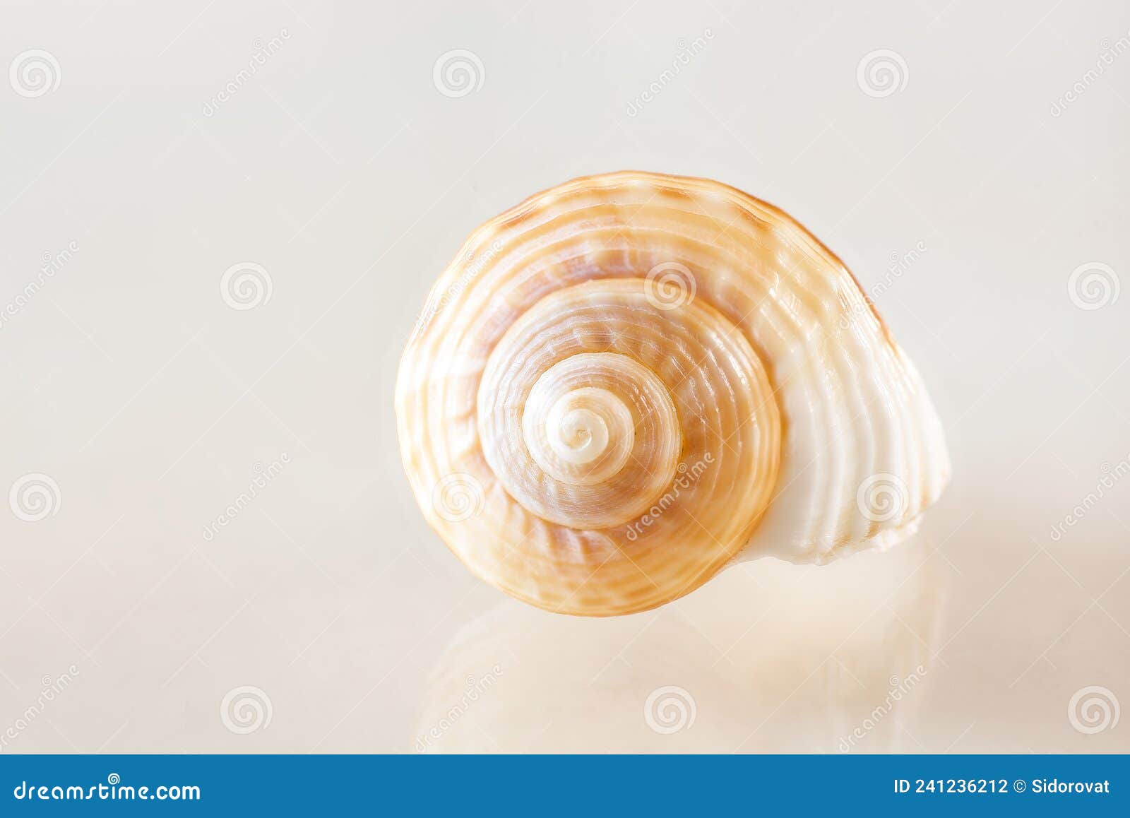 Spiral Seashell on Reflective Surface Stock Photo - Image of isolated ...