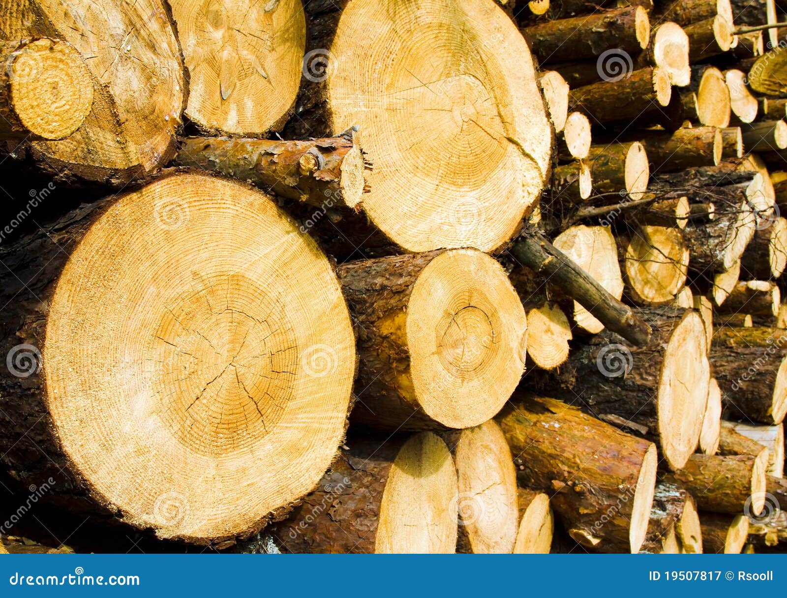 Logboeken stock afbeelding. Image of beige, besnoeiing - 19507817