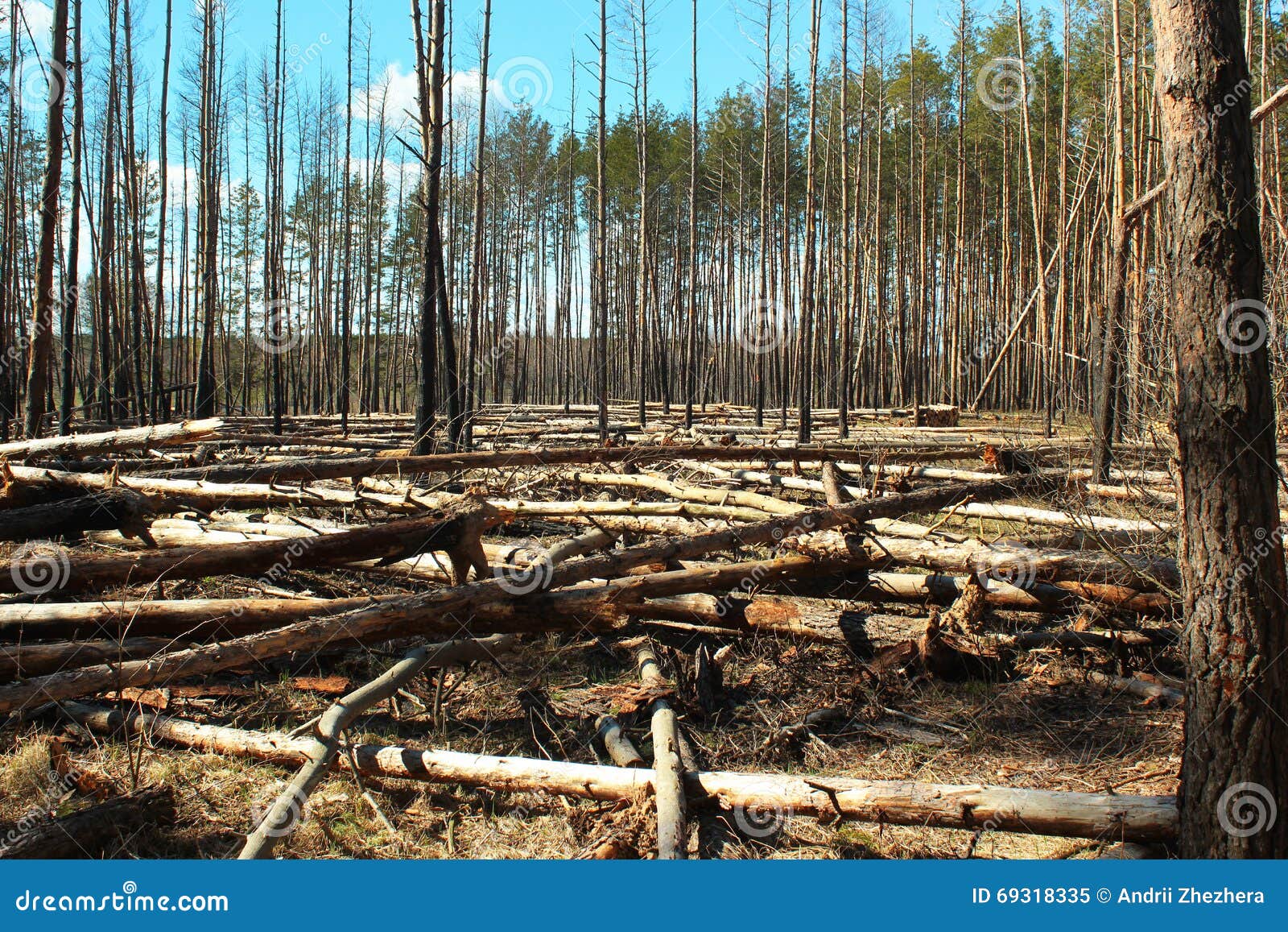 Logged Area in a Pine Forest Stock Image - Image of felling ...