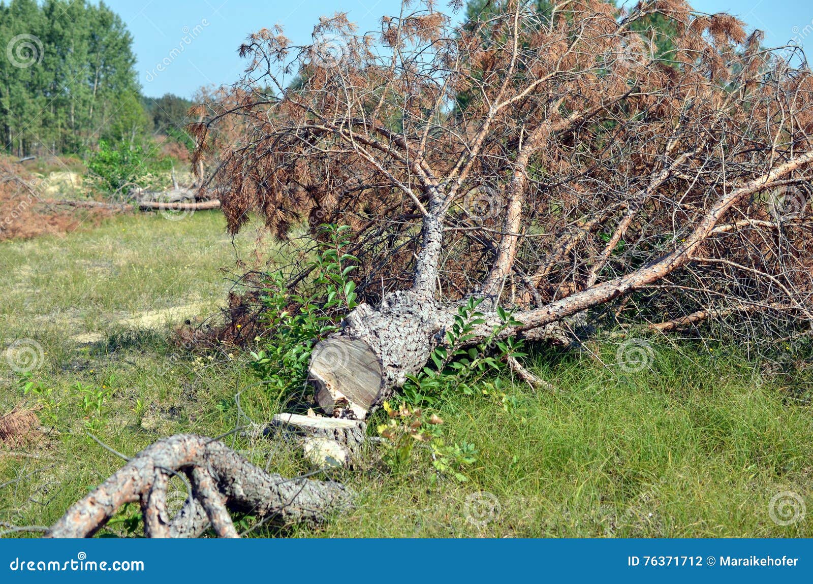 Logged Dry Pine Tree in Heather Landscape Stock Photo - Image of blue ...