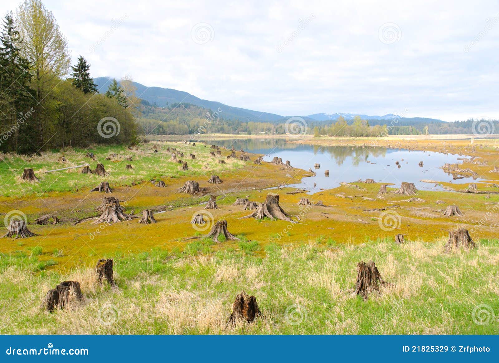 Logged forest stock image. Image of pond, washington - 21825329