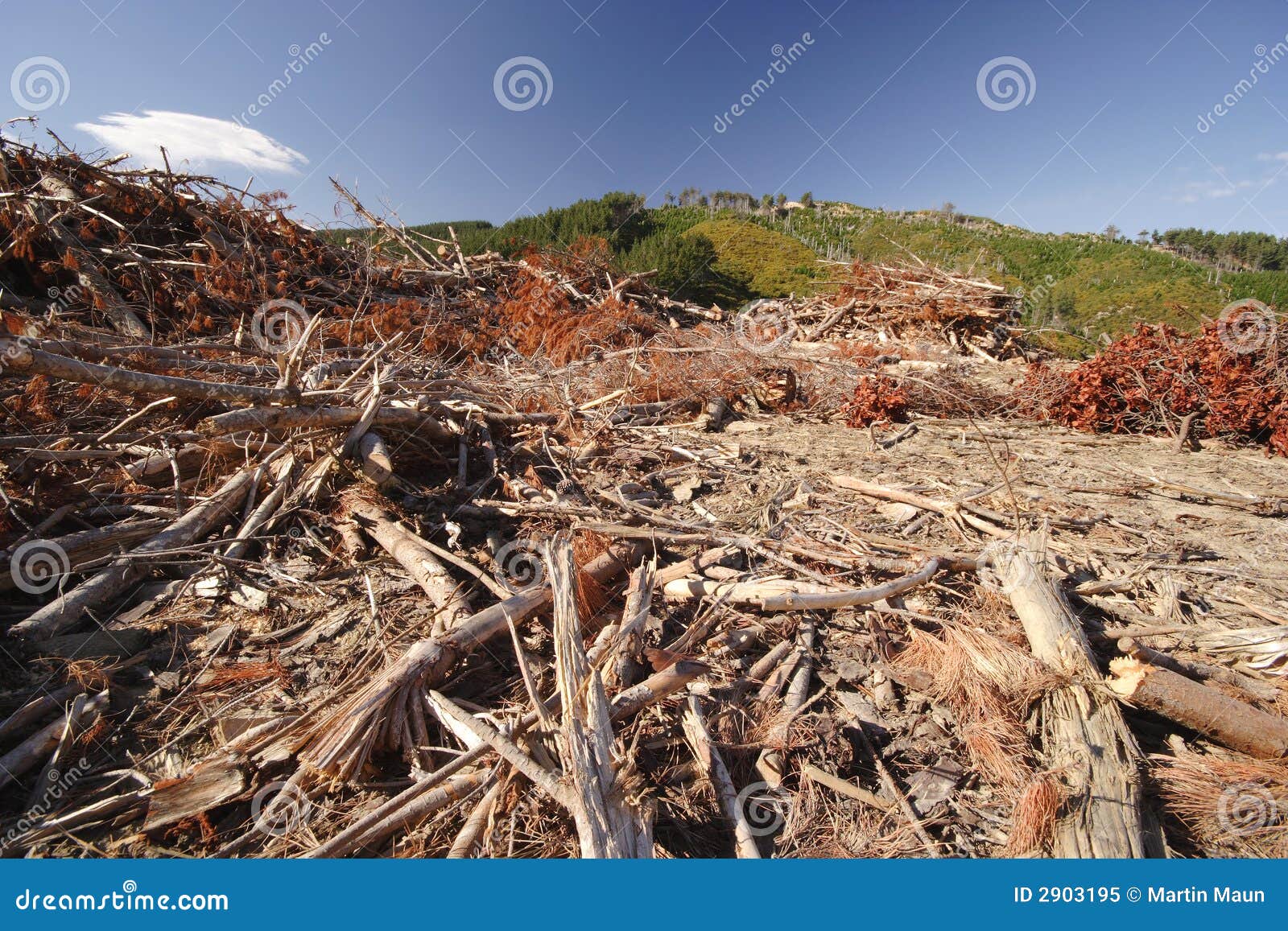 Logged Forest stock image. Image of clearing, disaster - 2903195