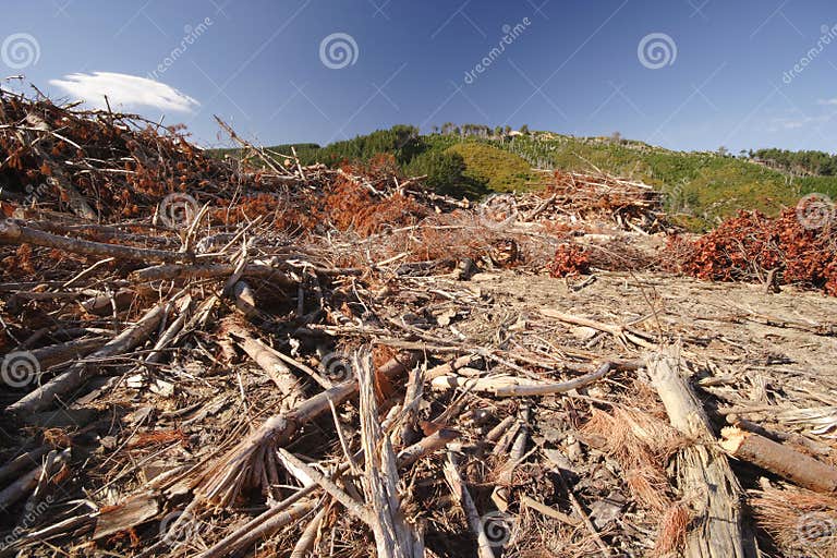 Logged Forest stock image. Image of clearing, disaster - 2903195