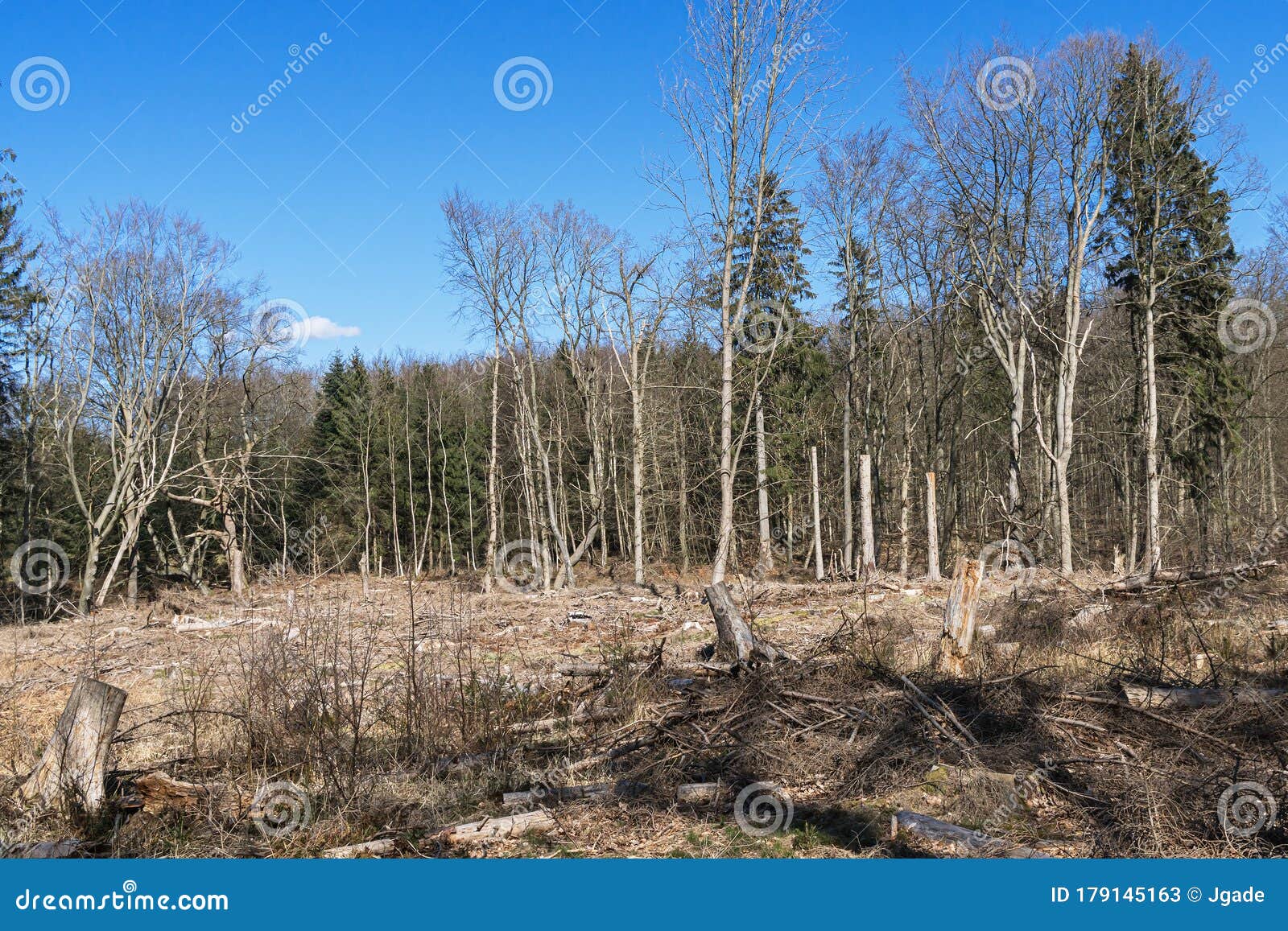 Logged forest area stock image. Image of europe, harvested - 179145163