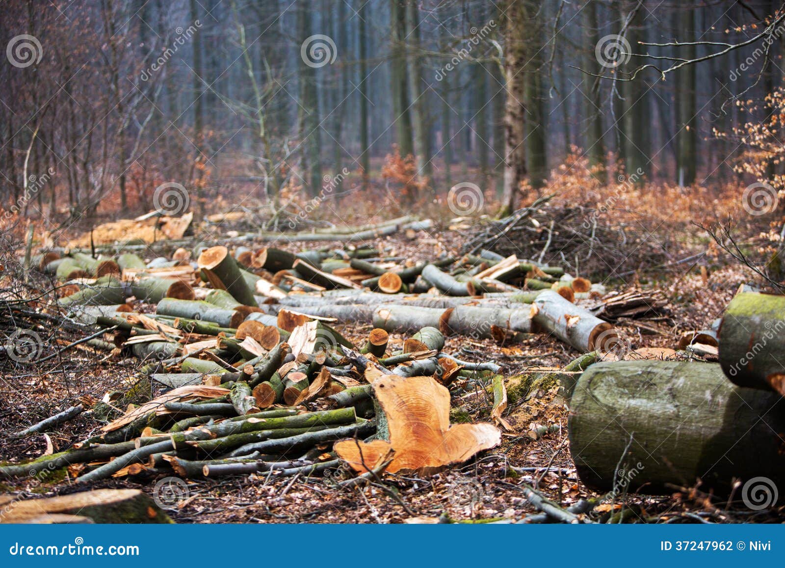 Logged Forest stock photo. Image of pile, tract, logging - 37247962