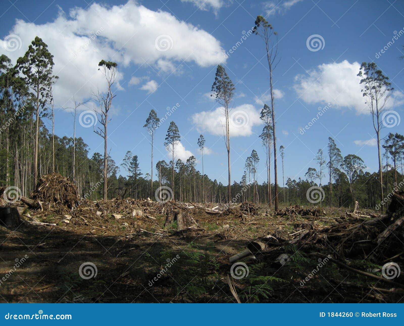 Logged out stock photo. Image of wood, stumps, disaster - 1844260
