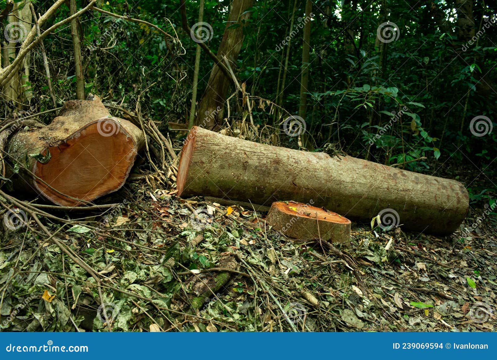 Fainforest Stock Photos - Free & Royalty-Free Stock Photos from Dreamstime