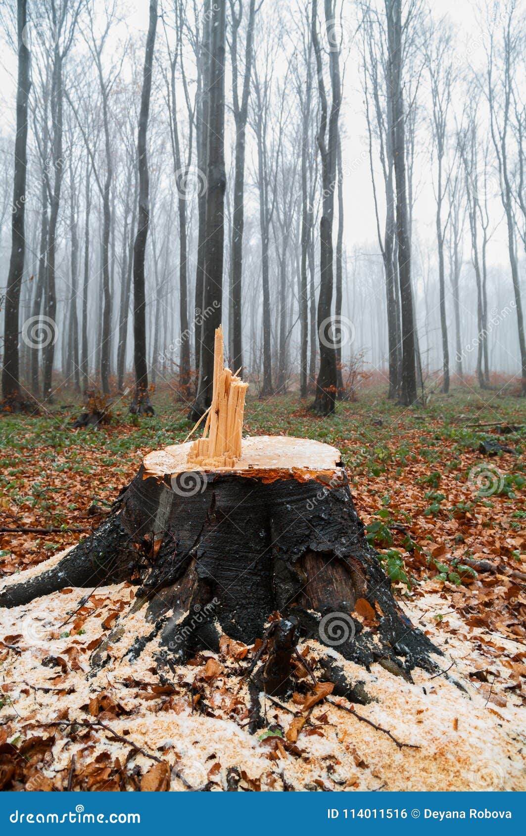 Logged tree stump. stock photo. Image of forestry, reduction - 114011516