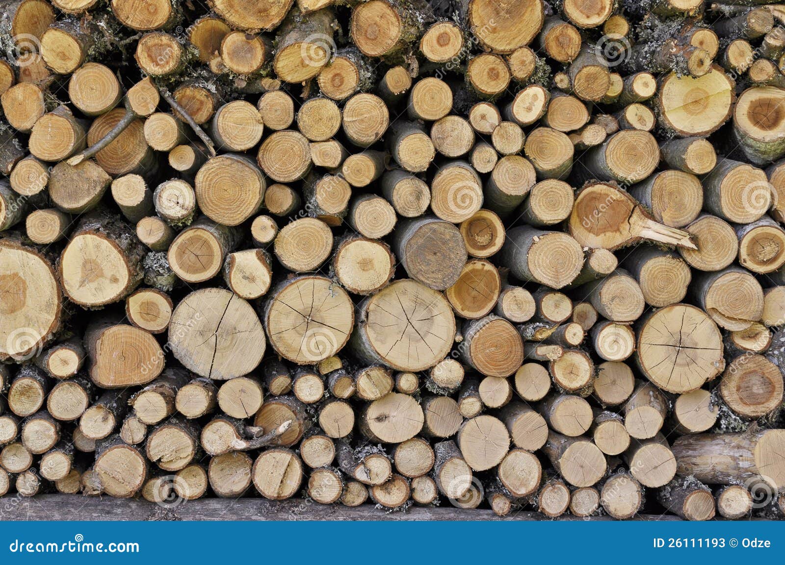 Logged trees texture stock image. Image of plant, lumber - 26111193