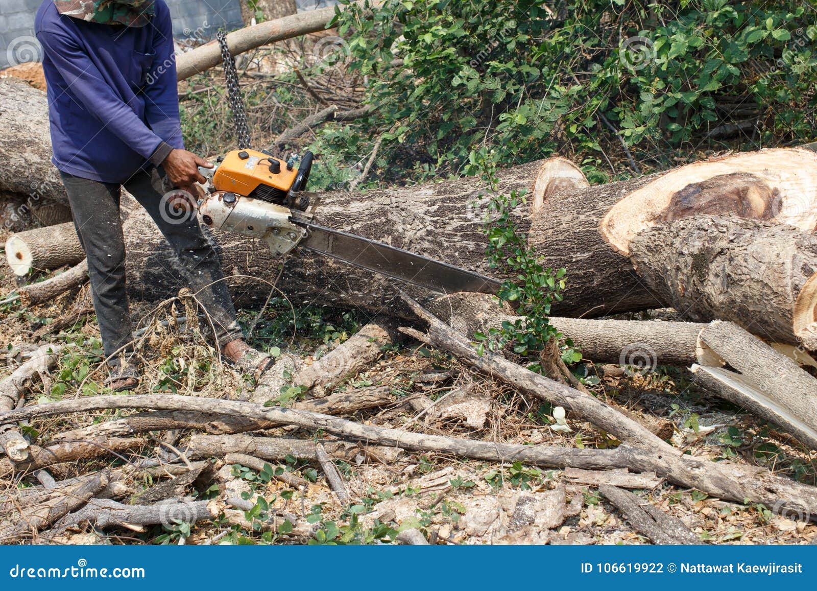 Logger Cut Trees Closeup Detail Stock Photo - Image of protective ...