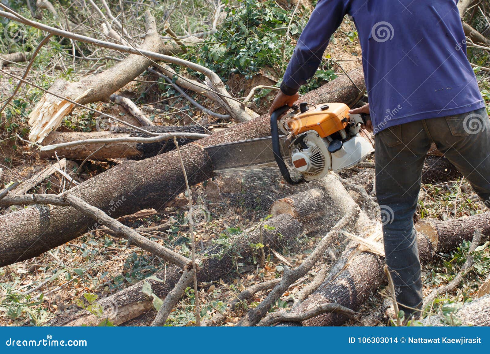 Logger Cut Trees Closeup Detail Work Stock Photo - Image of cutting ...