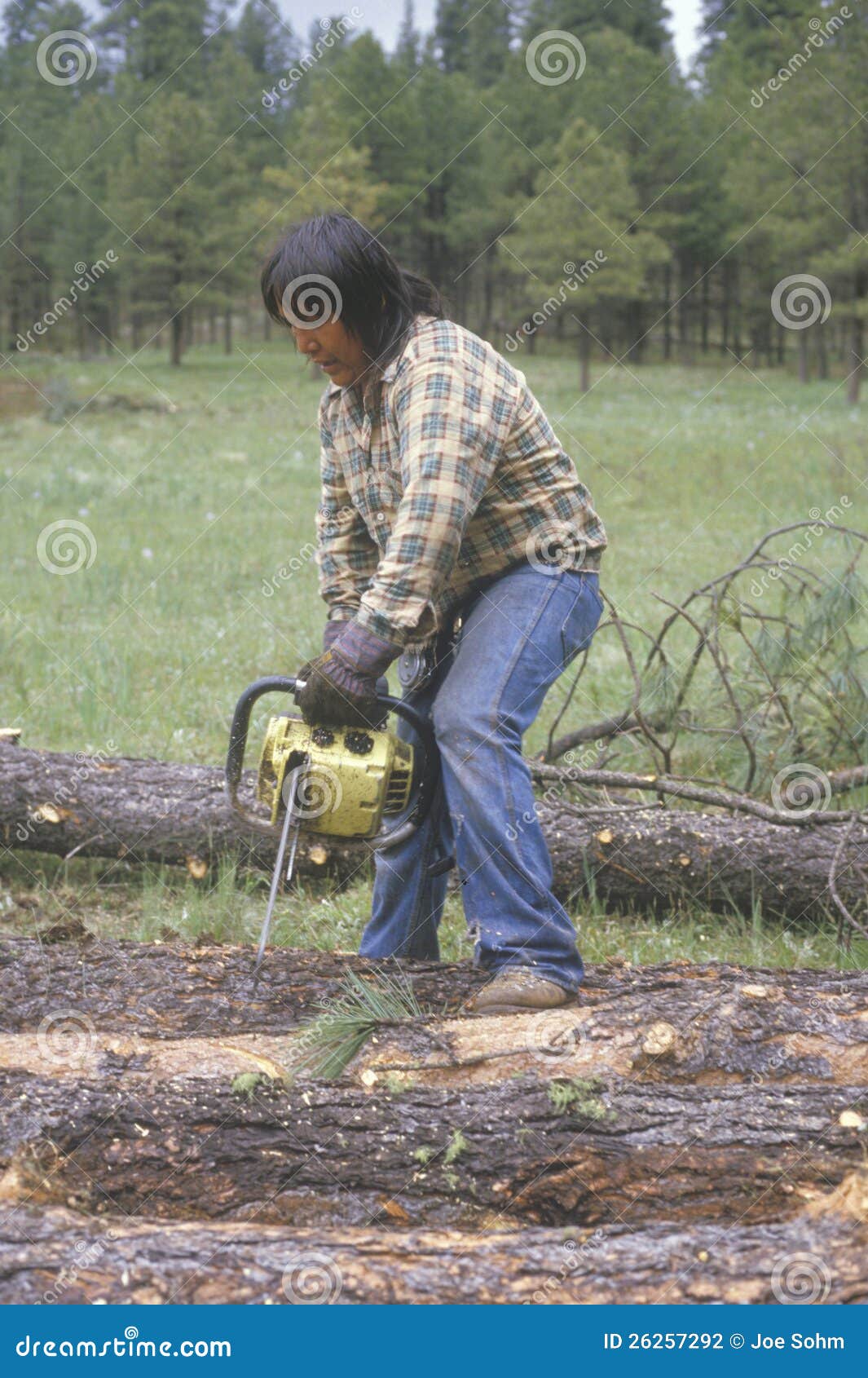 A logger cutting a log editorial photography. Image of greenhouse ...