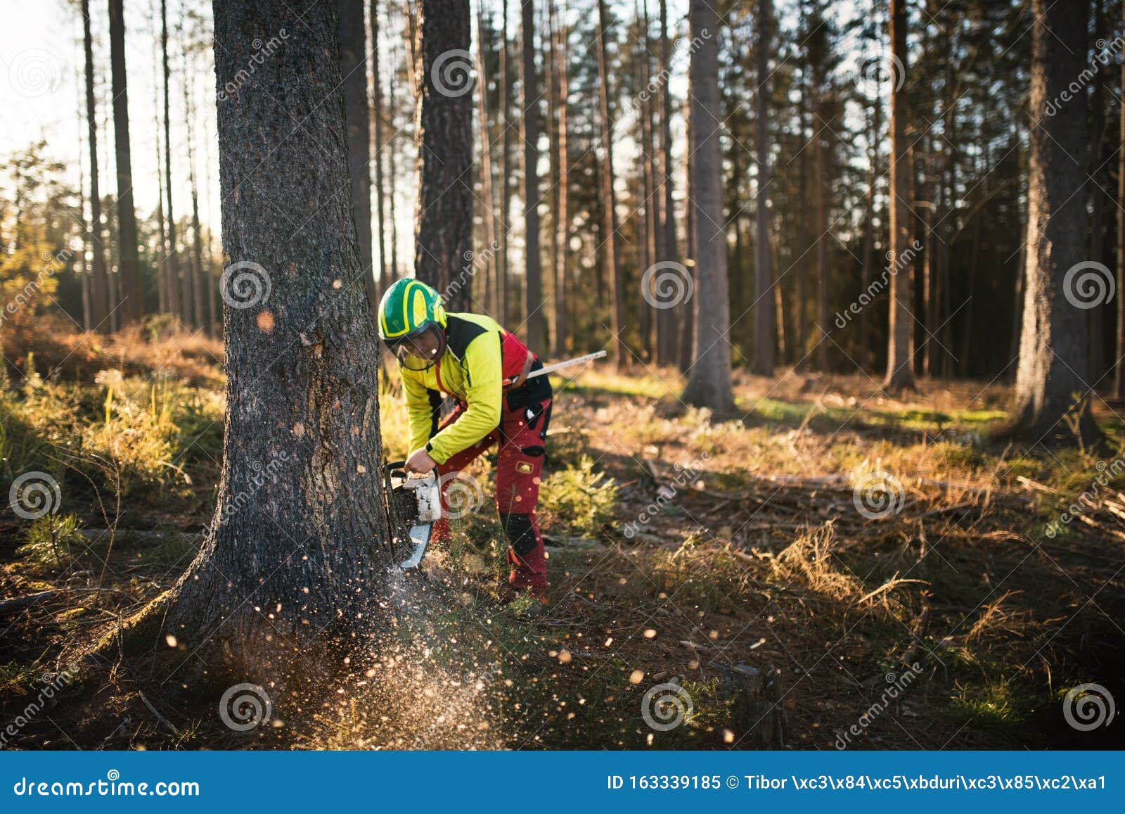 Logger Man Cutting a Tree with Chainsaw. Lumberjack Working with ...