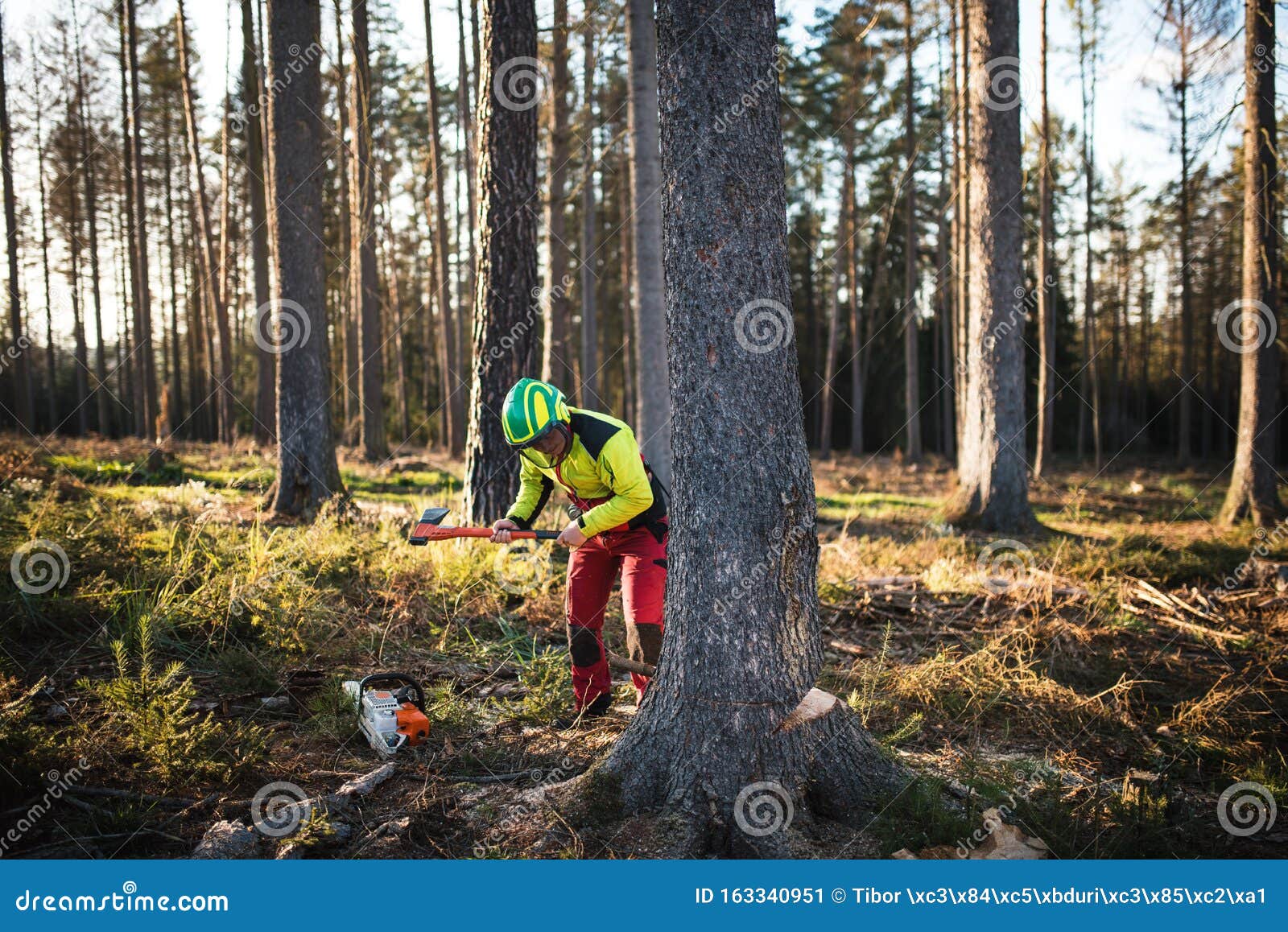 Logger Man Cutting a Tree with Chainsaw. Lumberjack Working with ...