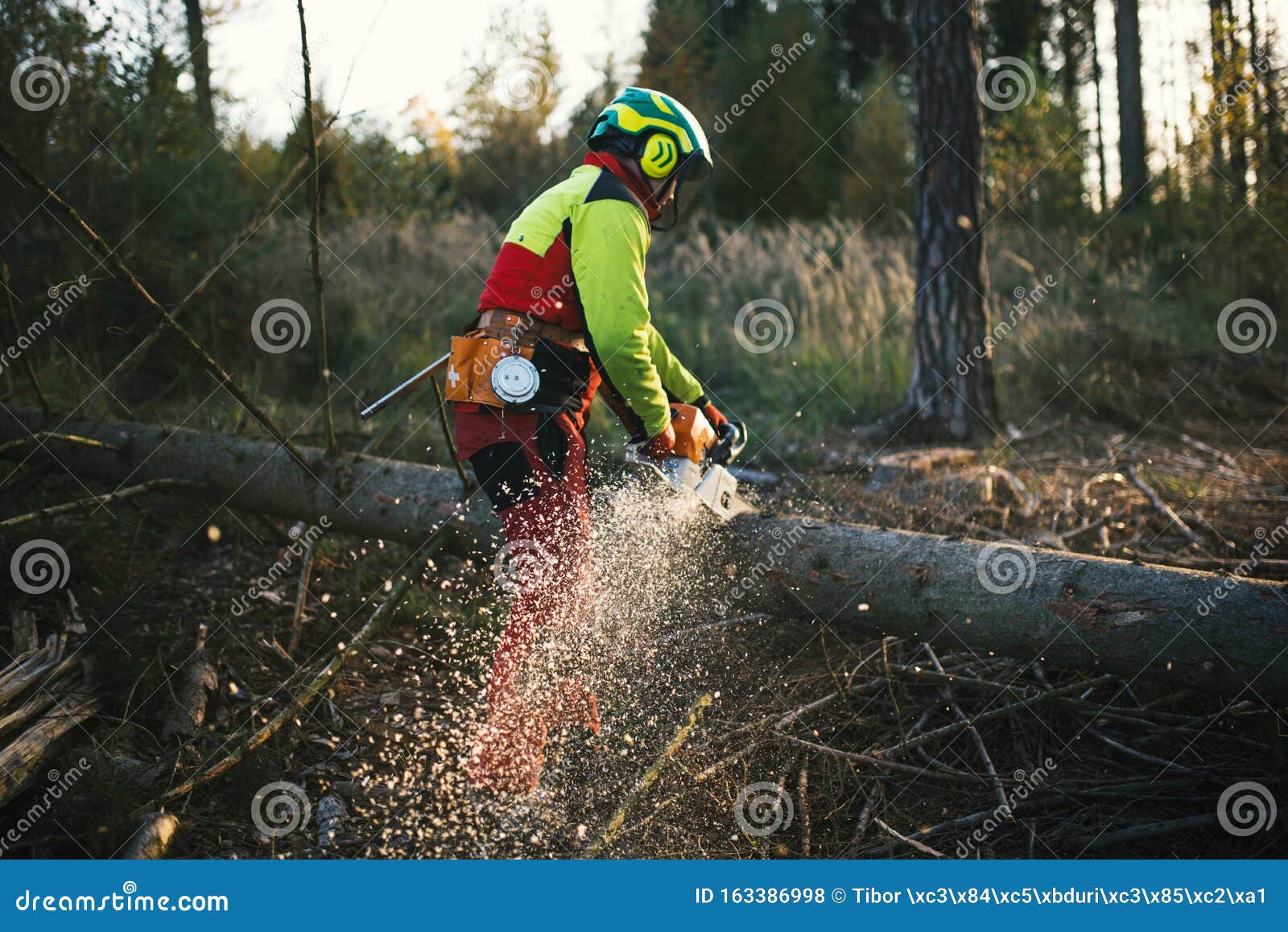 Logger Man Cutting a Tree with Chainsaw. Lumberjack Working with ...