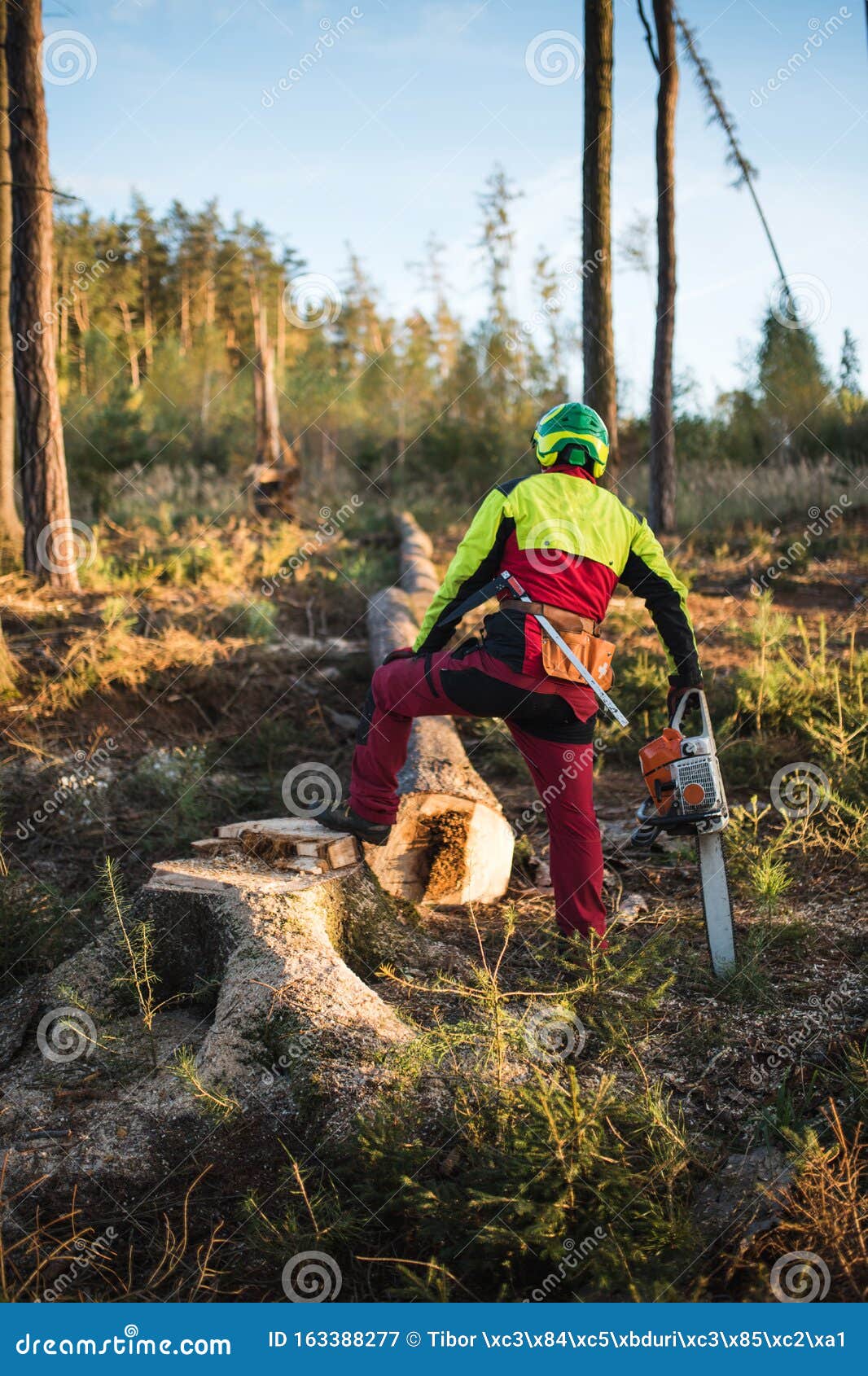 Logger Man Cutting a Tree with Chainsaw. Lumberjack Working with ...