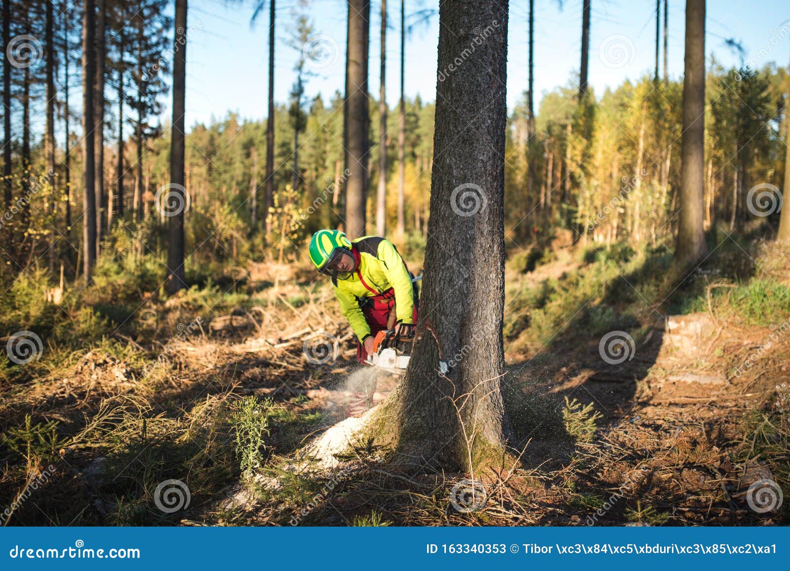 Logger Man Cutting a Tree with Chainsaw. Lumberjack Working with ...