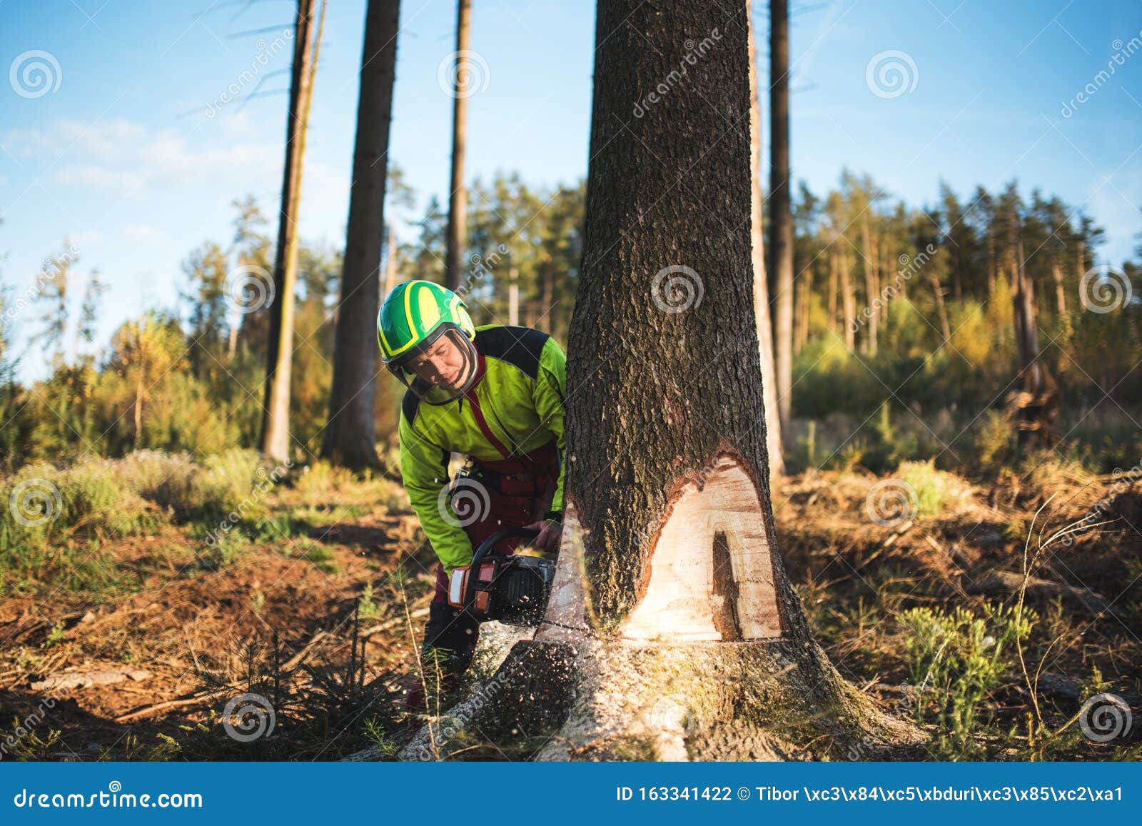 Logger Man Cutting a Tree with Chainsaw. Lumberjack Working with ...