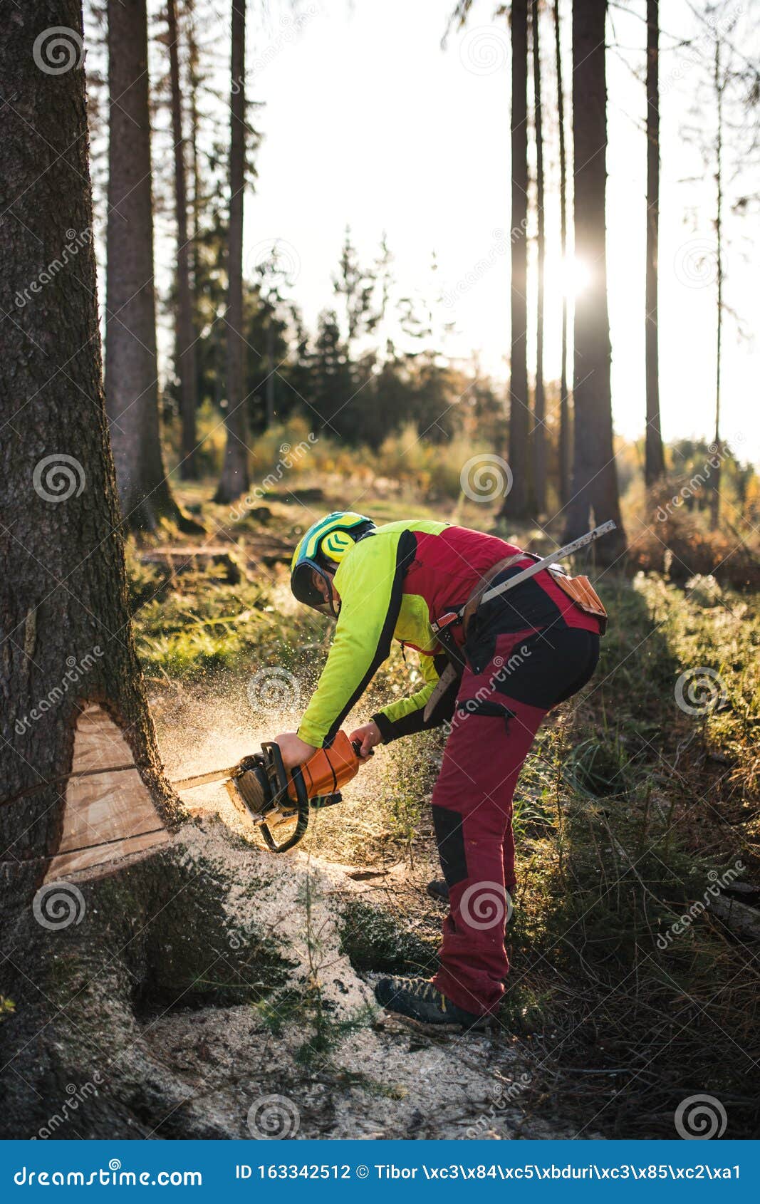 Logger Man Cutting a Tree with Chainsaw. Lumberjack Working with ...