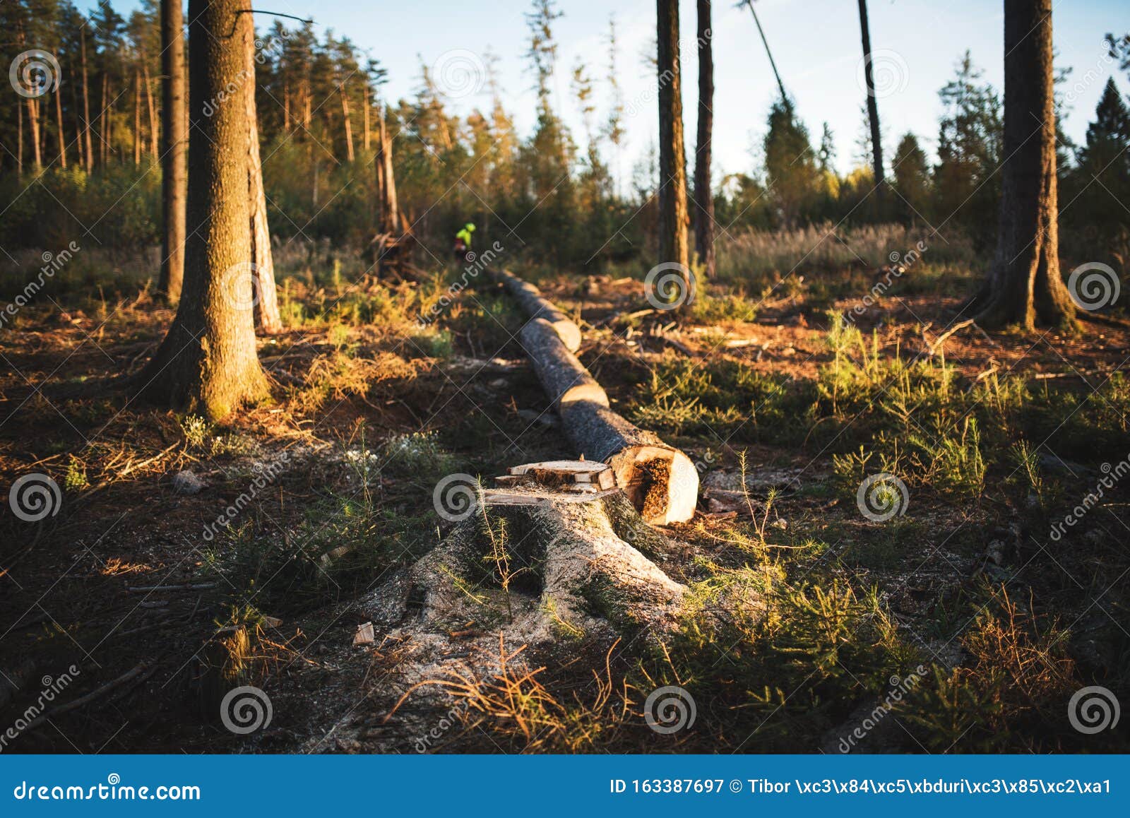 Logger Man Cutting a Tree with Chainsaw. Lumberjack Working with ...