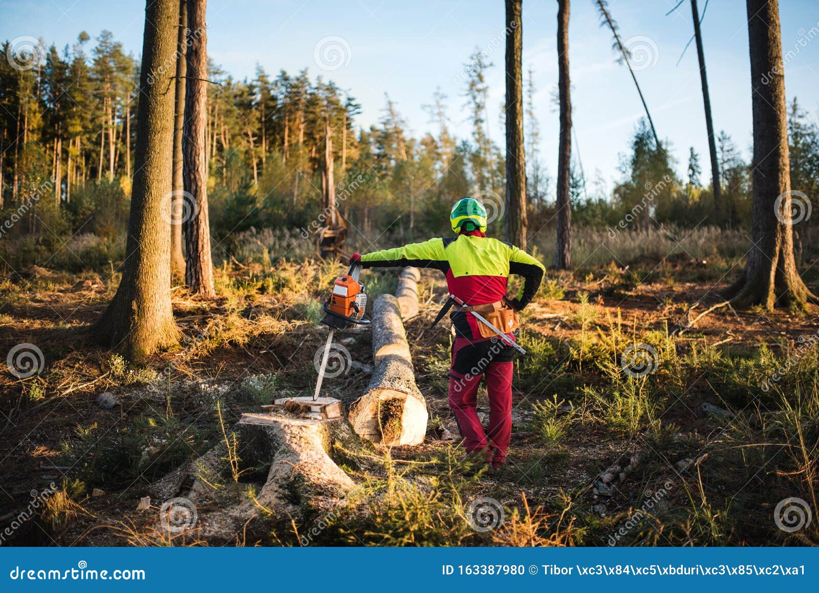 Logger Man Cutting a Tree with Chainsaw. Lumberjack Working with ...