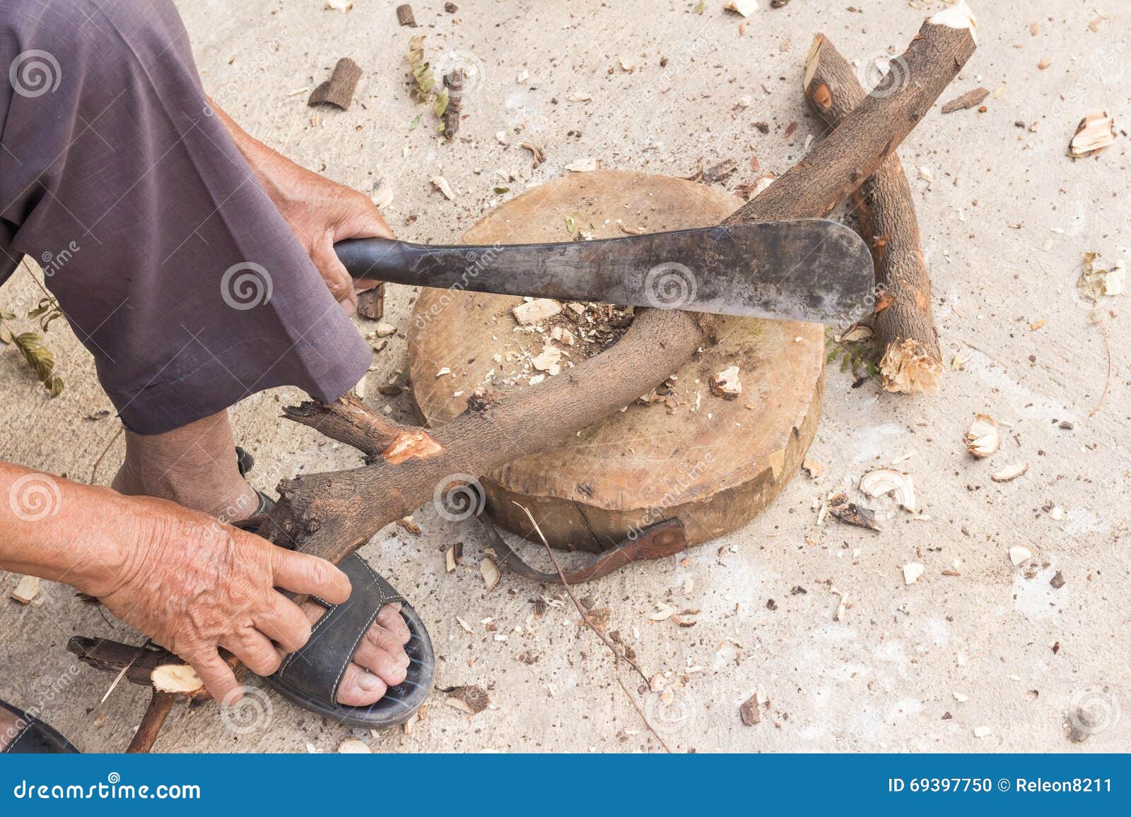 Logger man cutting wood. stock photo. Image of forest - 69397750